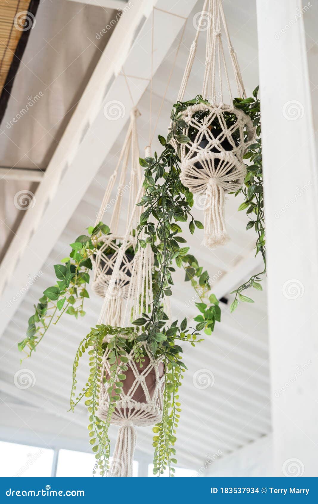 Plant in a Pot and Macrame Hanging on the Ceiling Stock Photo - Image ...