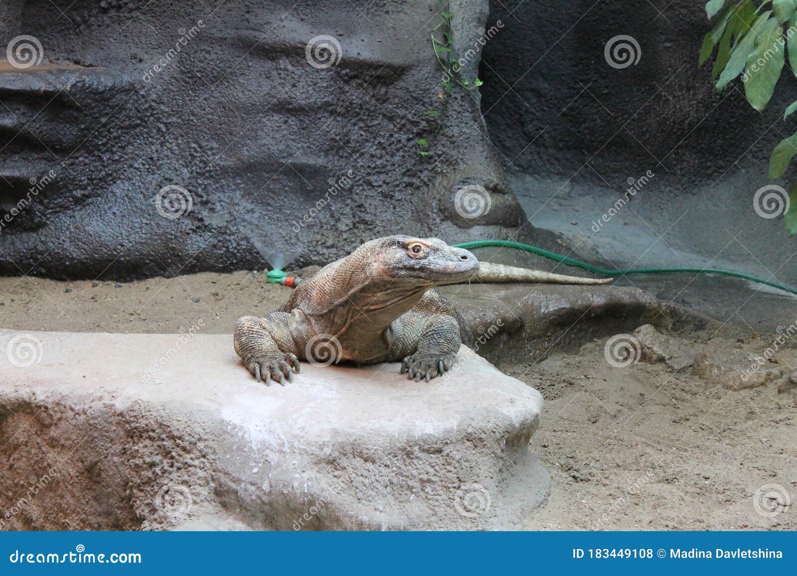 Amphibia Relaxing in the Rock Stock Photo - Image of rock, crawl: 183449108