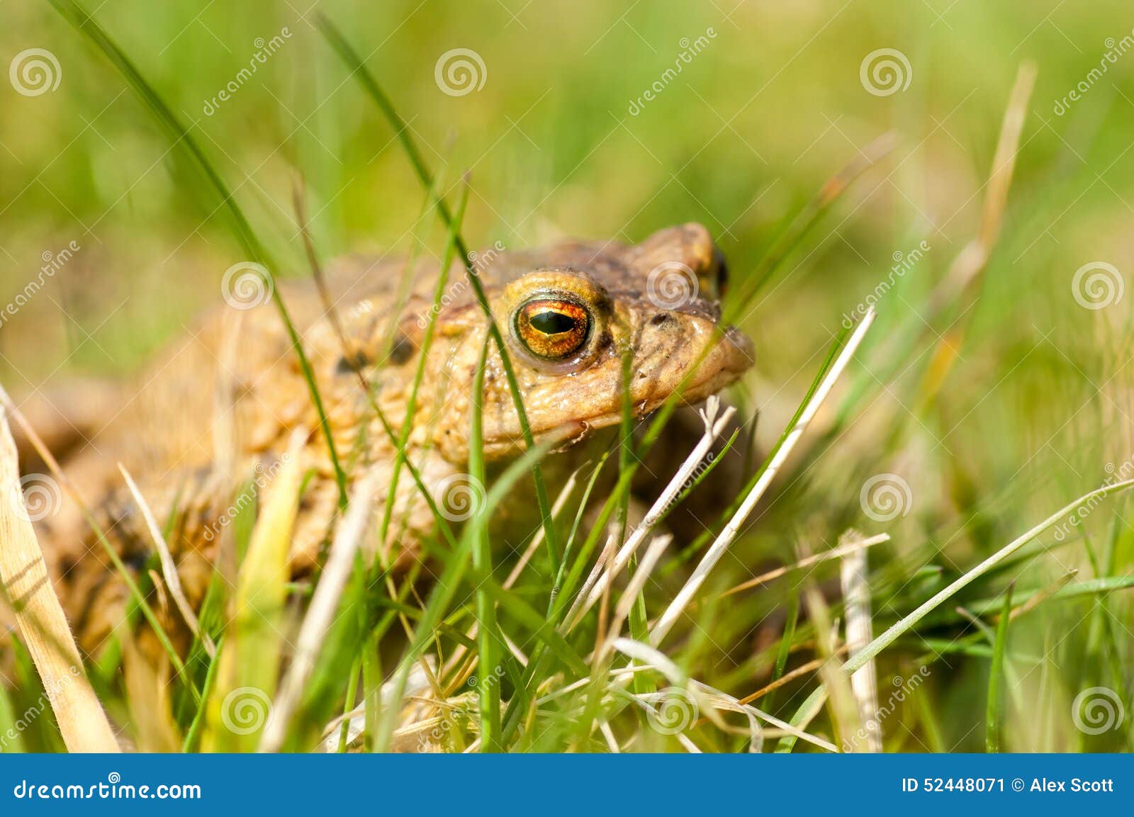 Amphibian Portrait Common Toad Stock Image - Image of toad, portrait ...