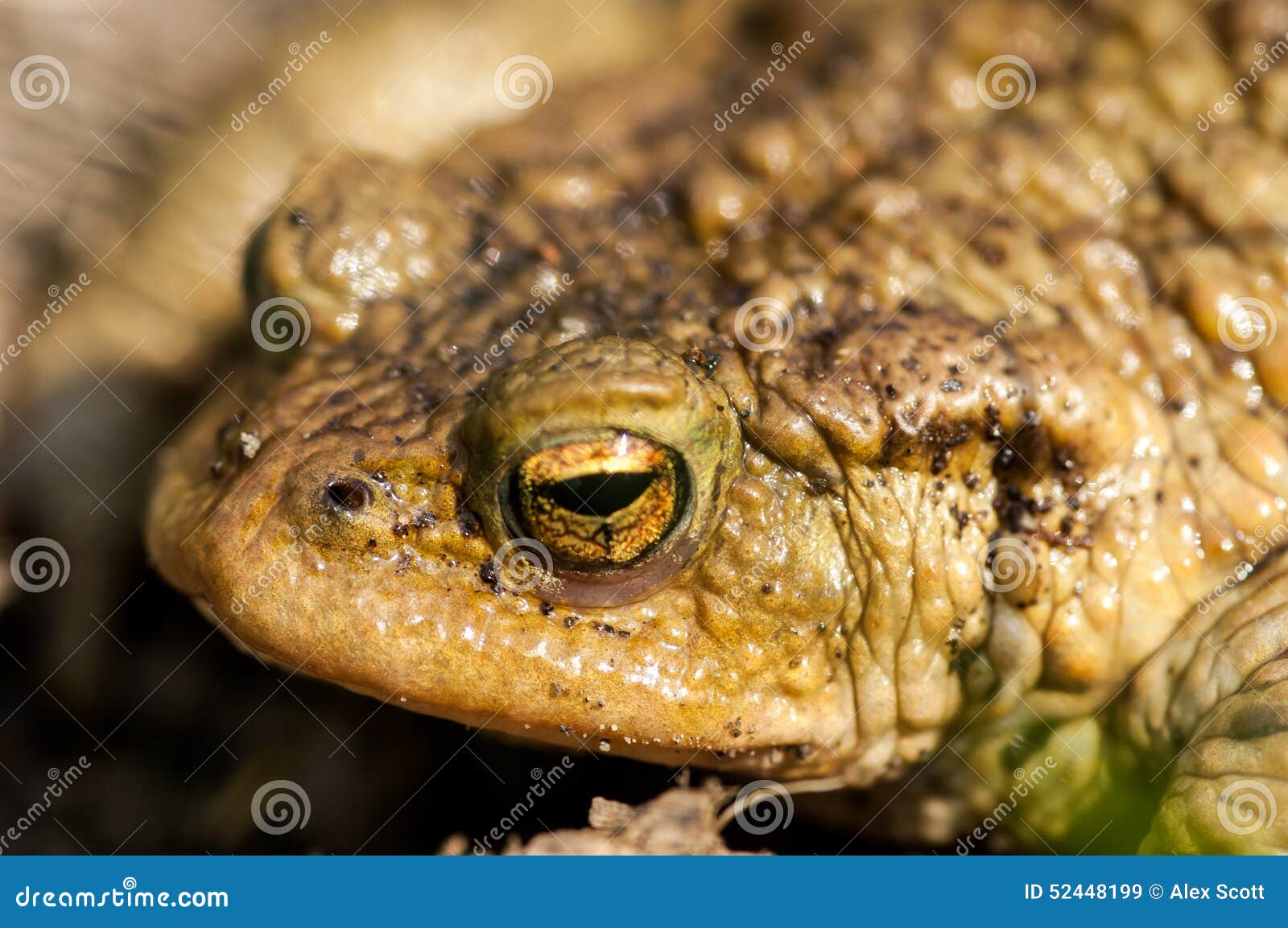 Amphibian Portrait Common Toad Stock Image - Image of ecology, toad ...