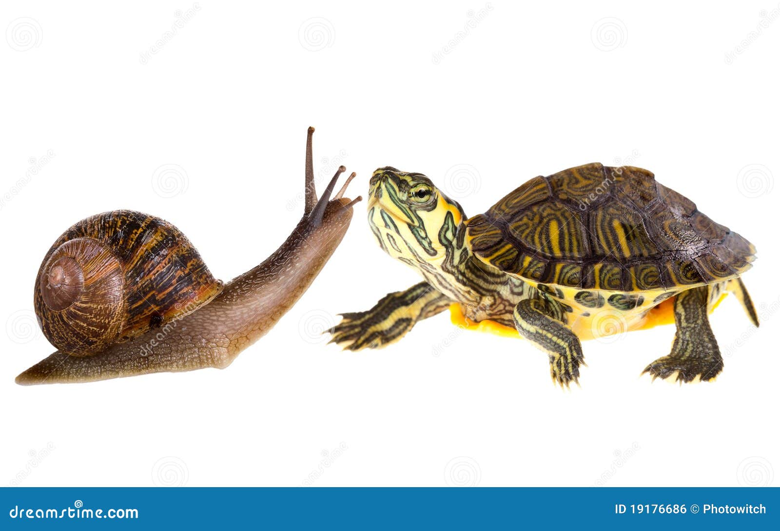 Amphibian Turtle and Snail Love Stock Photo - Image of paws, funny ...