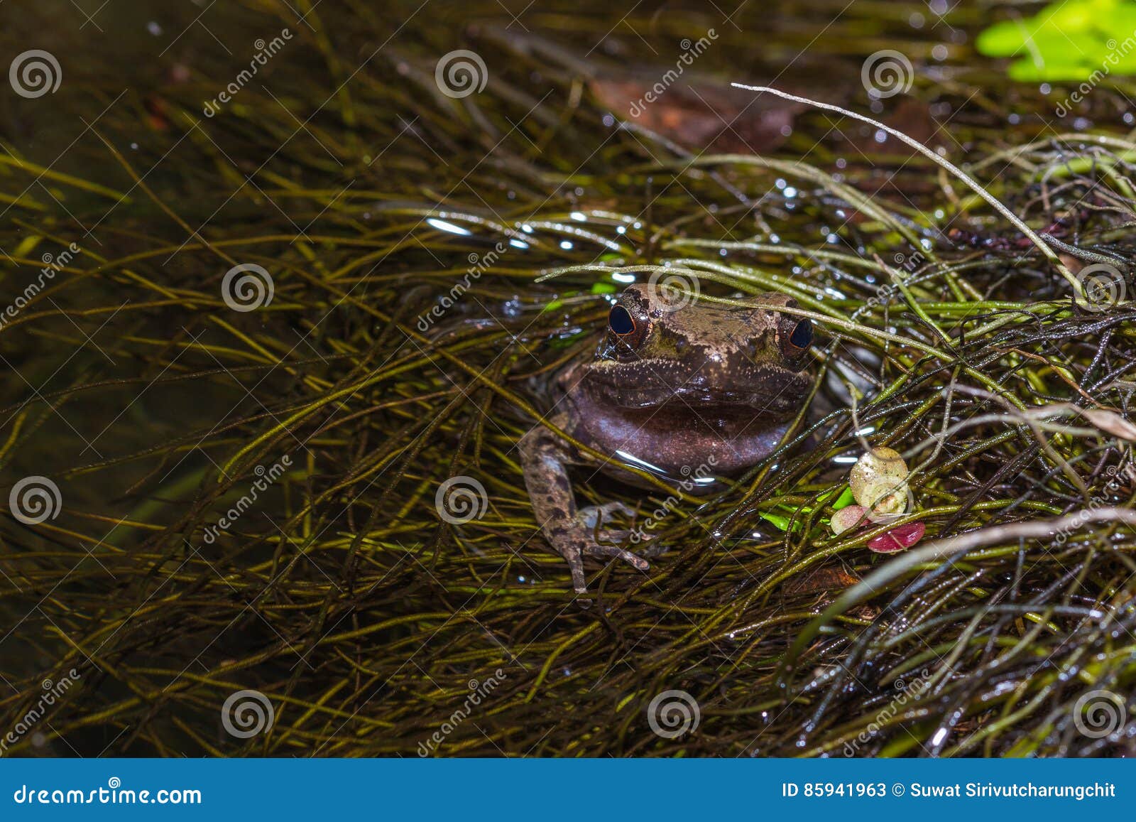 Amphibians, Frog in the Pool Stock Image - Image of wildlife ...