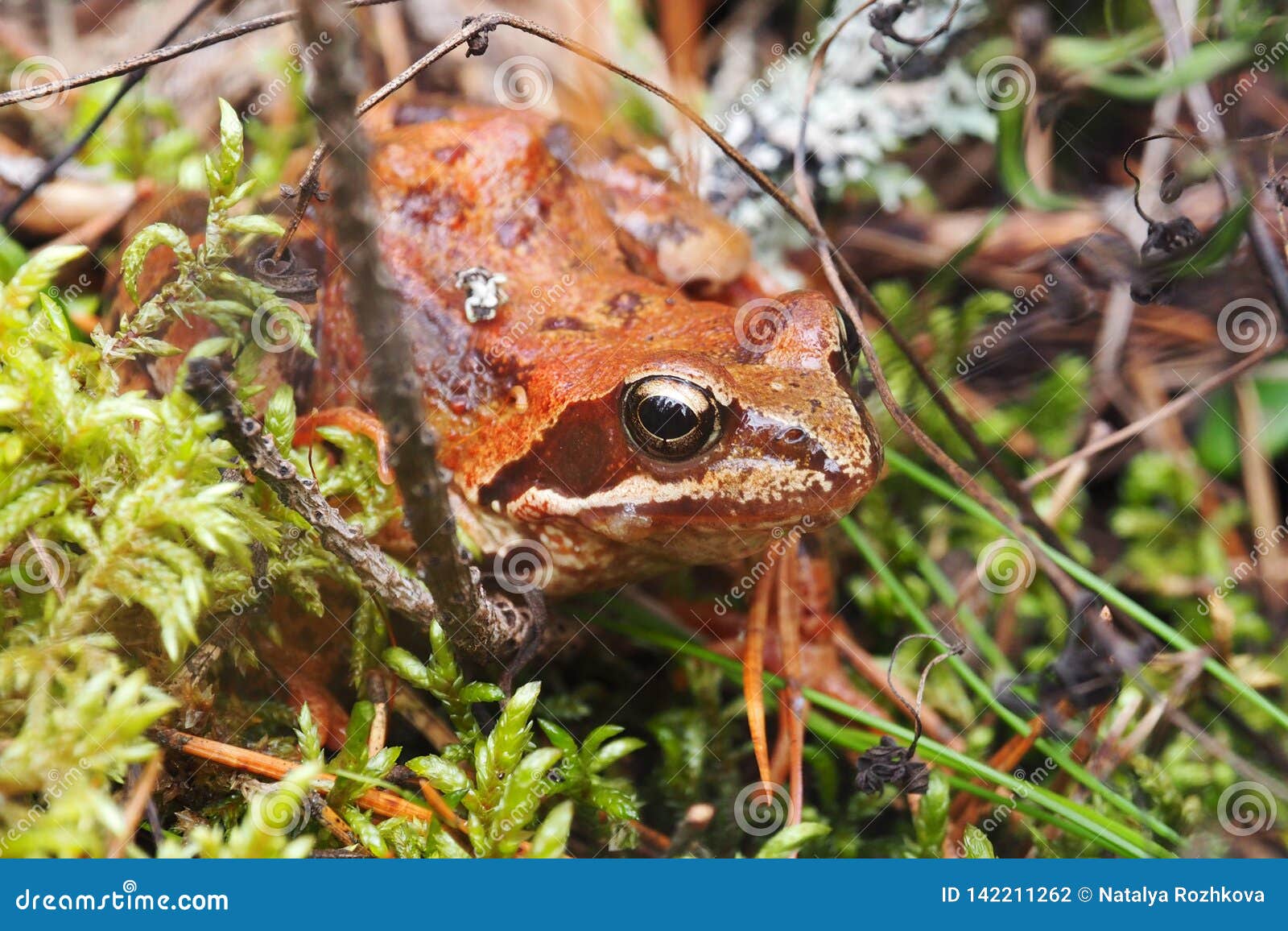 Eyes of a Toad macro stock photo. Image of habitat, pond - 142211262