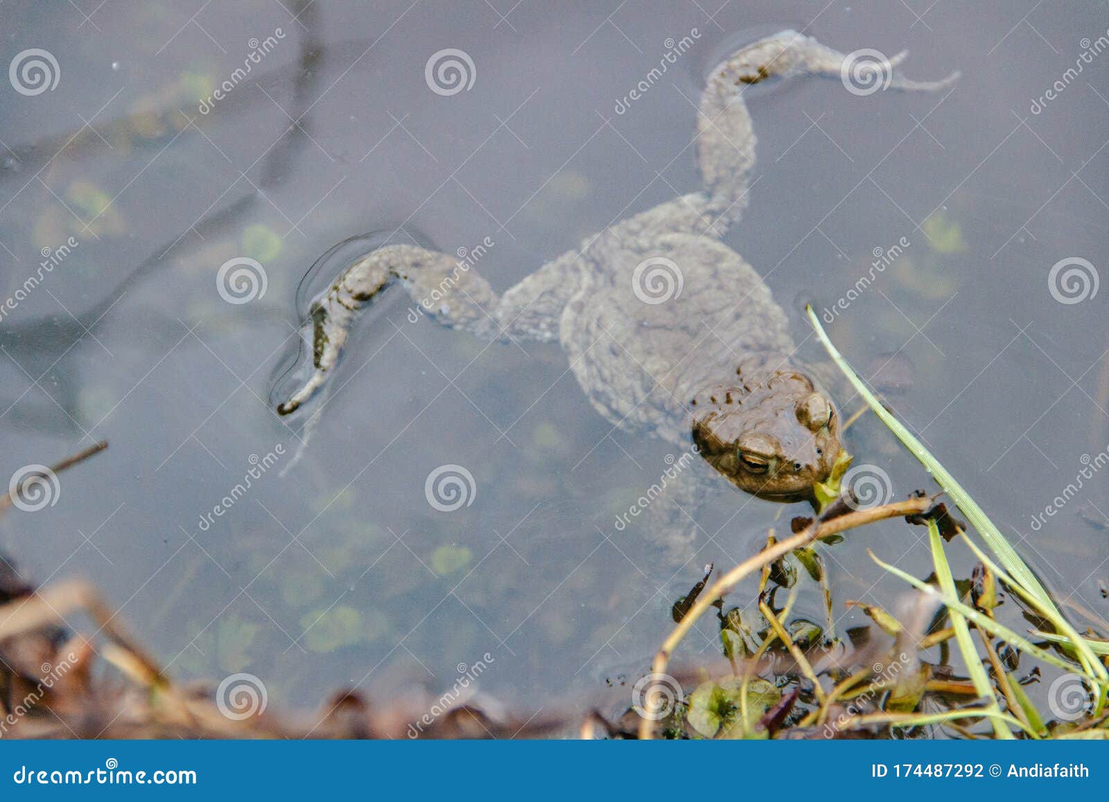 Amphibians. Toad Swims in Pond, Close-up Stock Photo - Image of ...