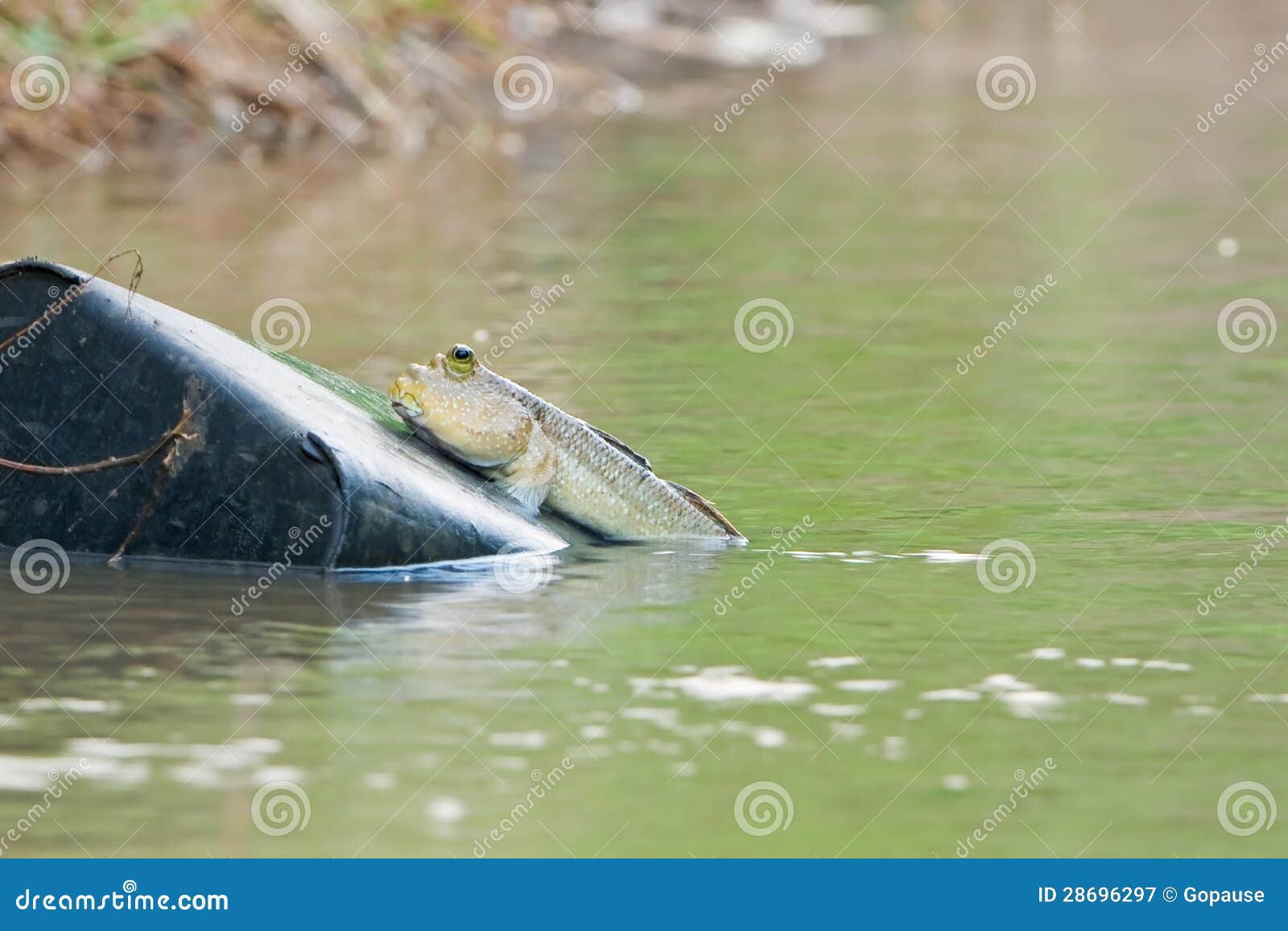 Amphibious fish stock image. Image of foliage, marine - 28696297