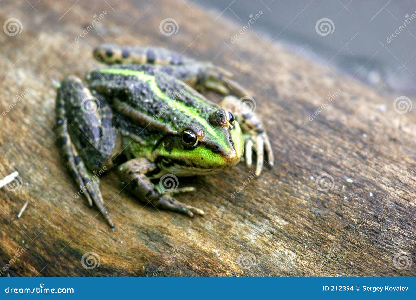 Amphibious frog stock photo. Image of water, membrane, masking - 212394