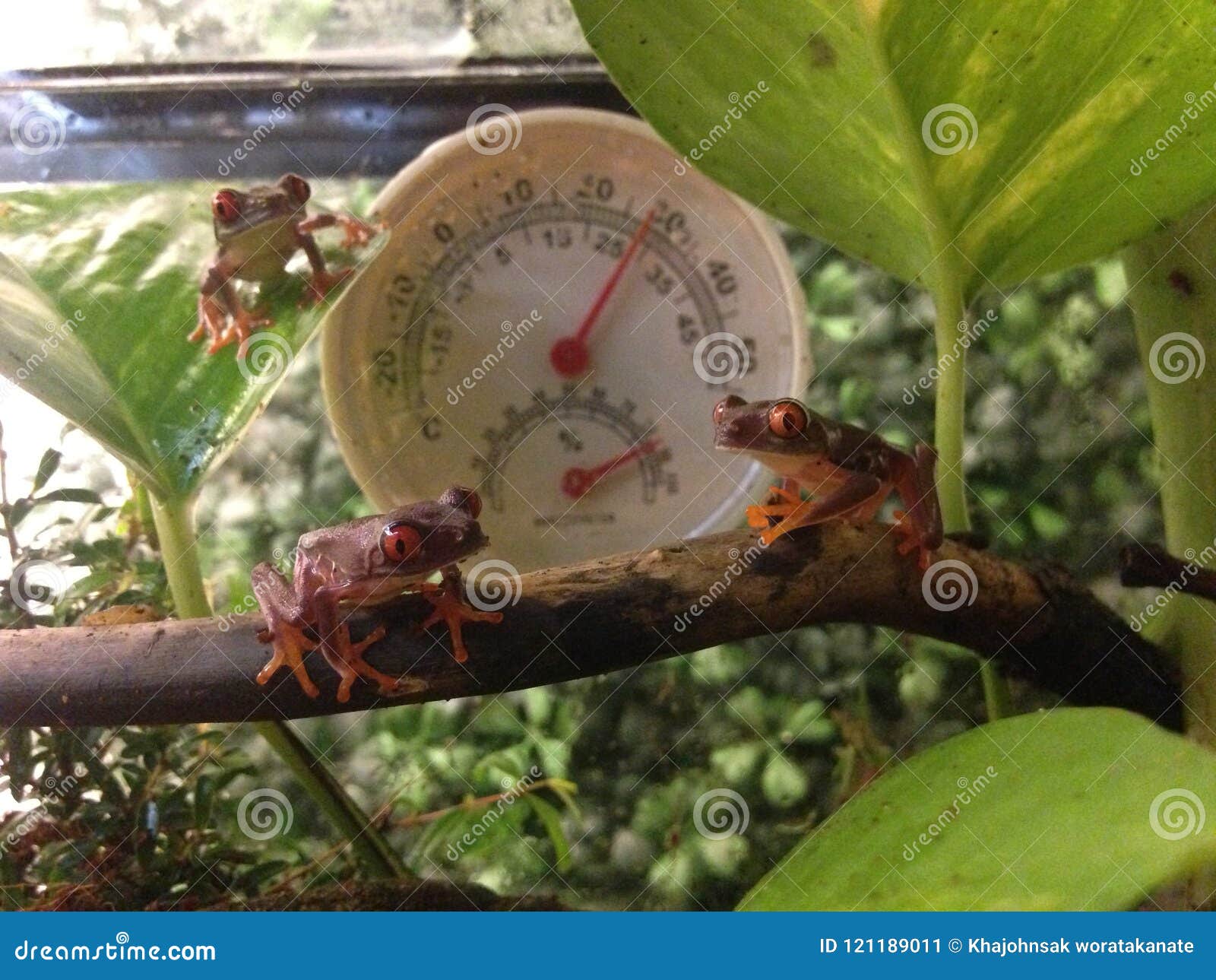 Redeye tree-frog stock image. Image of frog, amphibious - 121189011