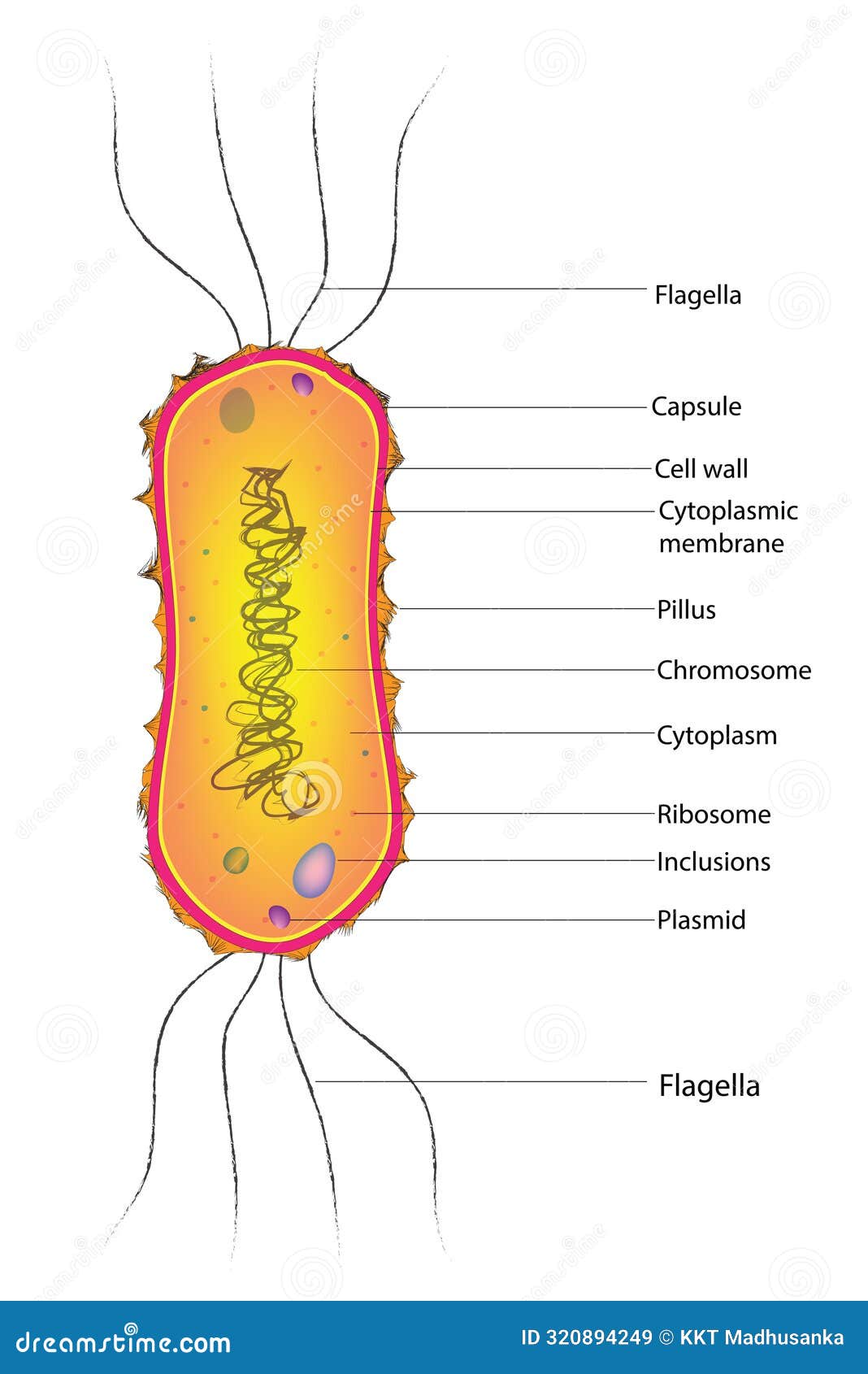Amphilophotrichous Bacteria Cartoon Vector | CartoonDealer.com #320894249