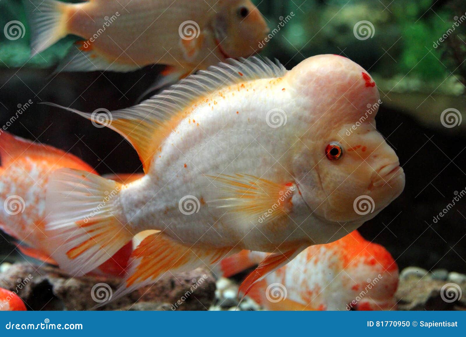 Amphilophus citrinellus鱼 库存照片. 图片 包括有 湖泊, 通配, 亚马逊, 本质 - 81770950