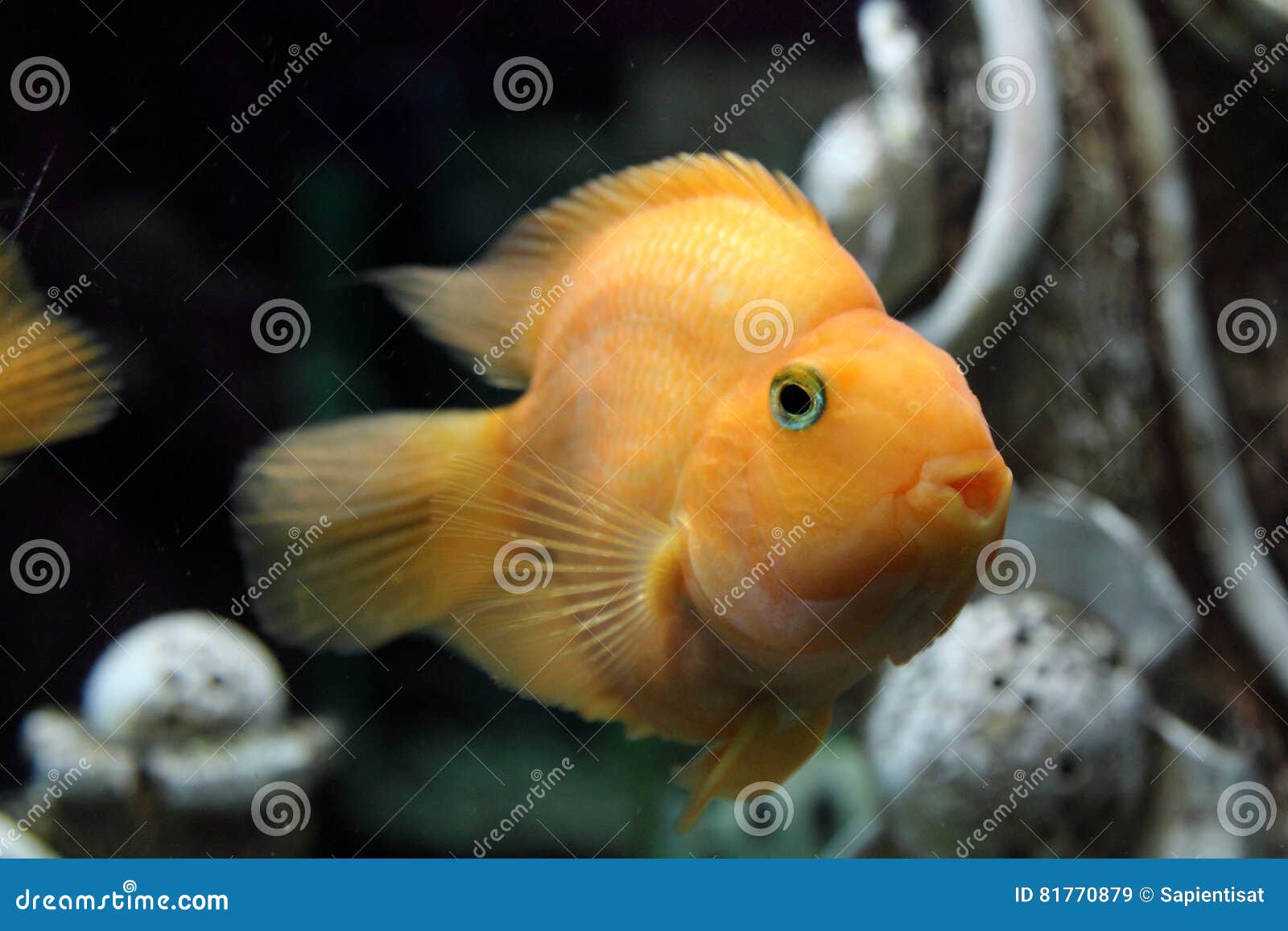 Amphilophus Citrinellus Fish Stock Image - Image of lemon, juan: 81770879