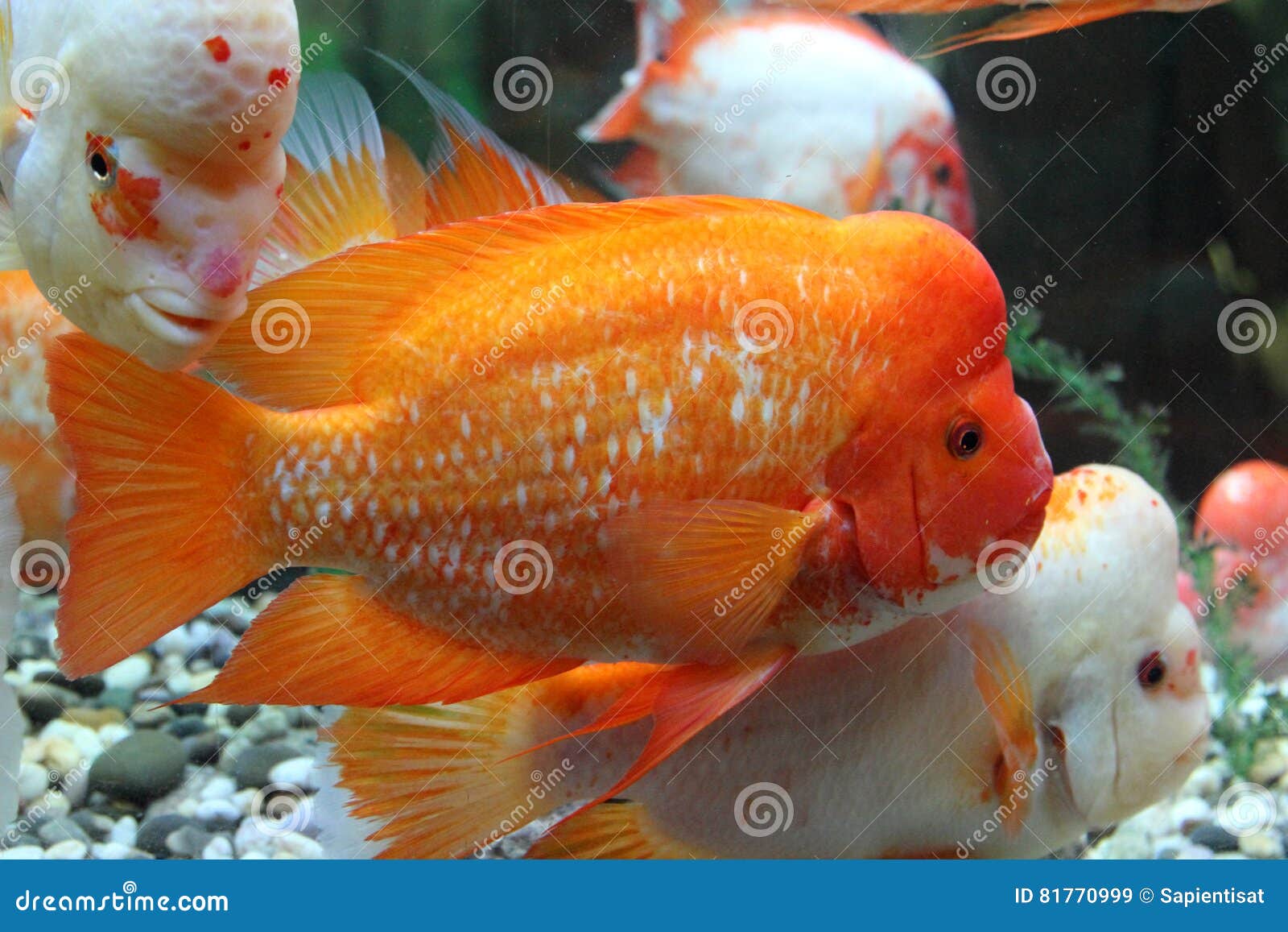 Amphilophus Citrinellus Fish Stock Image - Image of endemic, aquarium ...
