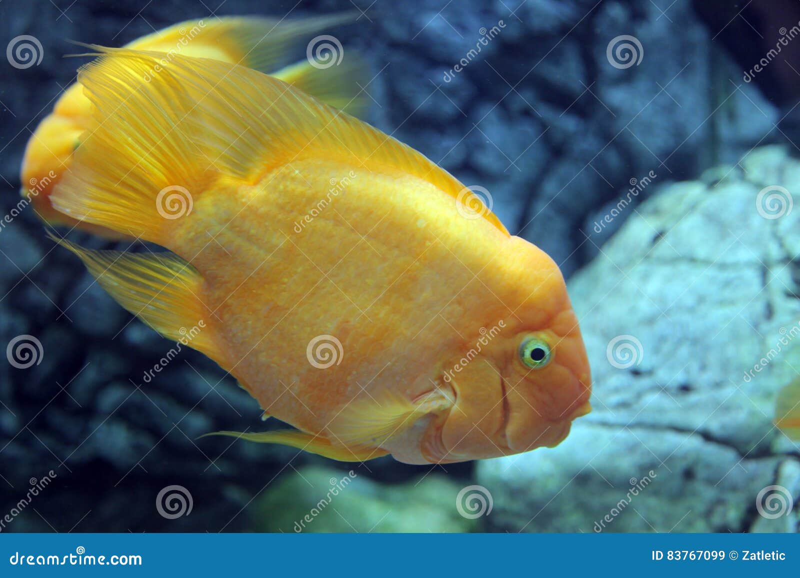 Amphilophus citrinellus stock image. Image of cichlasoma - 83767099