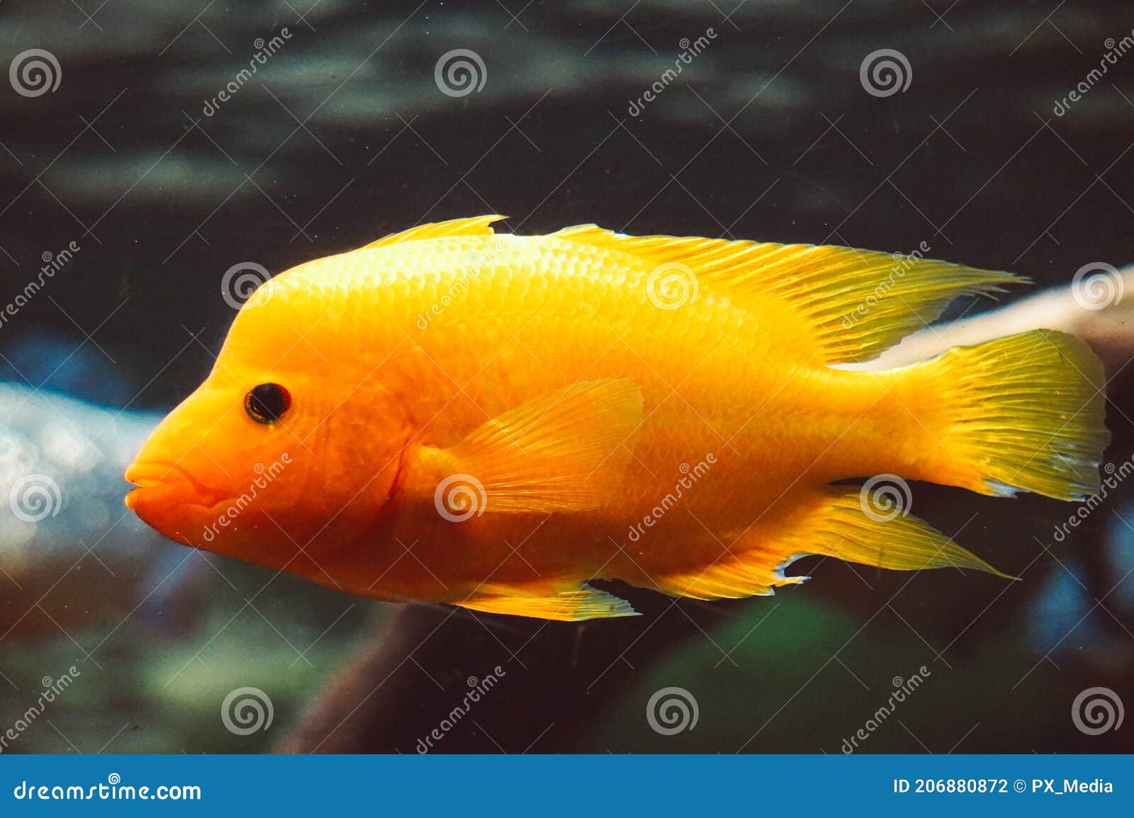 Amphilophus Citrinellus - Orange Fish Stock Photo - Image of ...