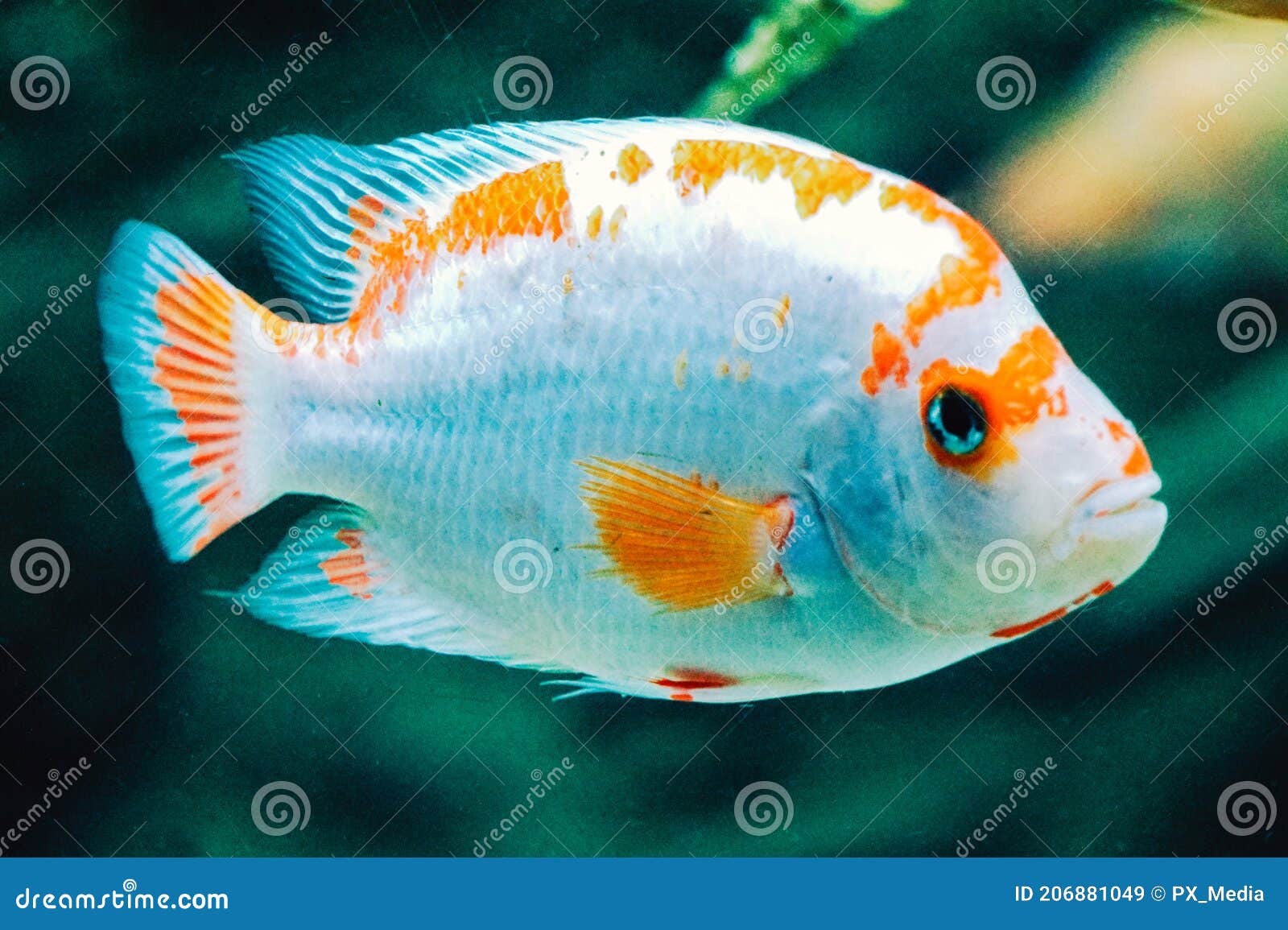 Amphilophus Citrinellus - White and Orange Fish Stock Image - Image of ...