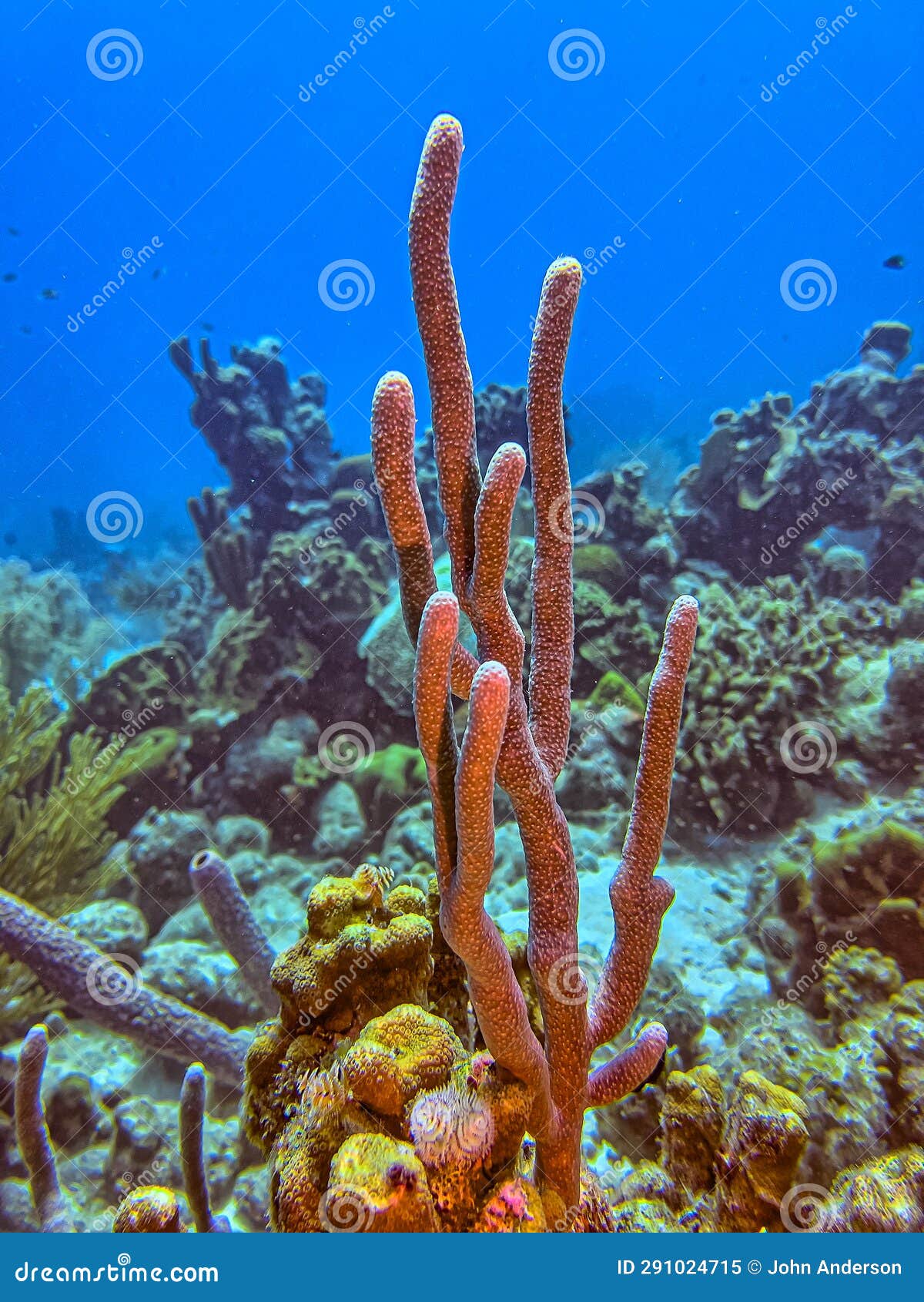 Amphimedon Compressa, Rope Sponge Stock Image - Image of boneiru ...