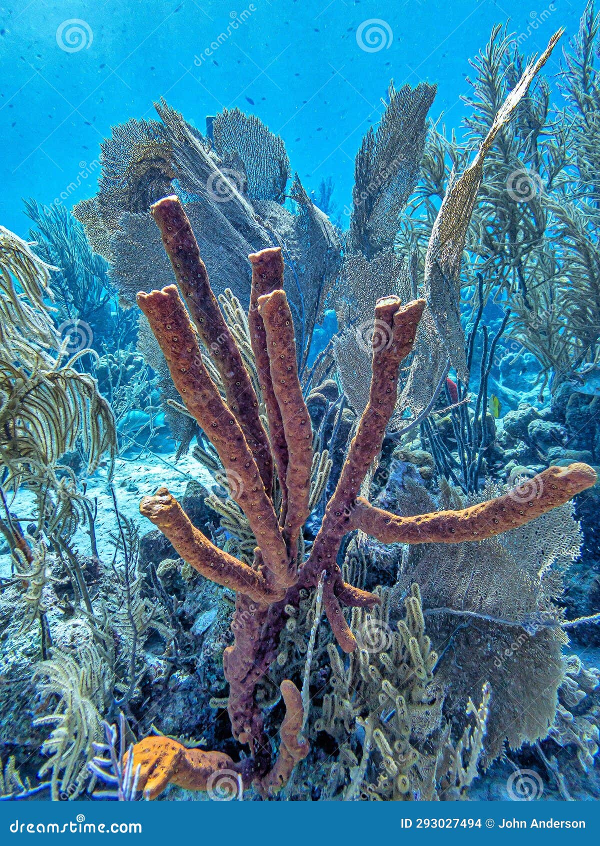 Amphimedon Compressa, Rope Sponge Stock Photo - Image of tubular ...