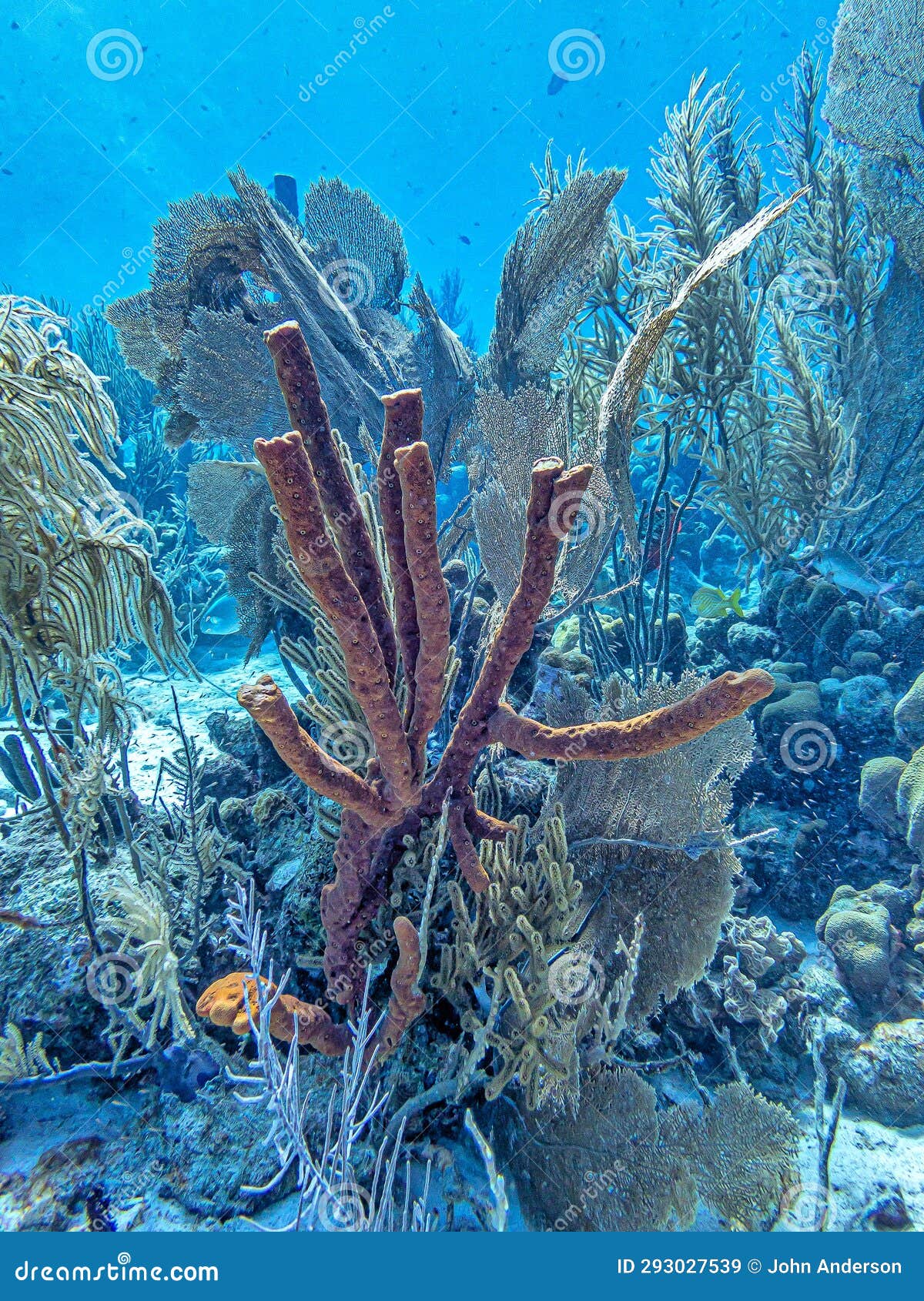 Amphimedon Compressa, Rope Sponge Stock Image - Image of tree, coral ...