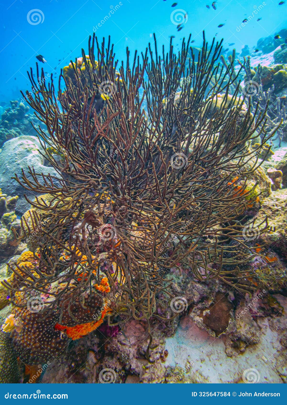 Amphimedon Compressa, Rope Sponge Stock Photo - Image of atlantic ...