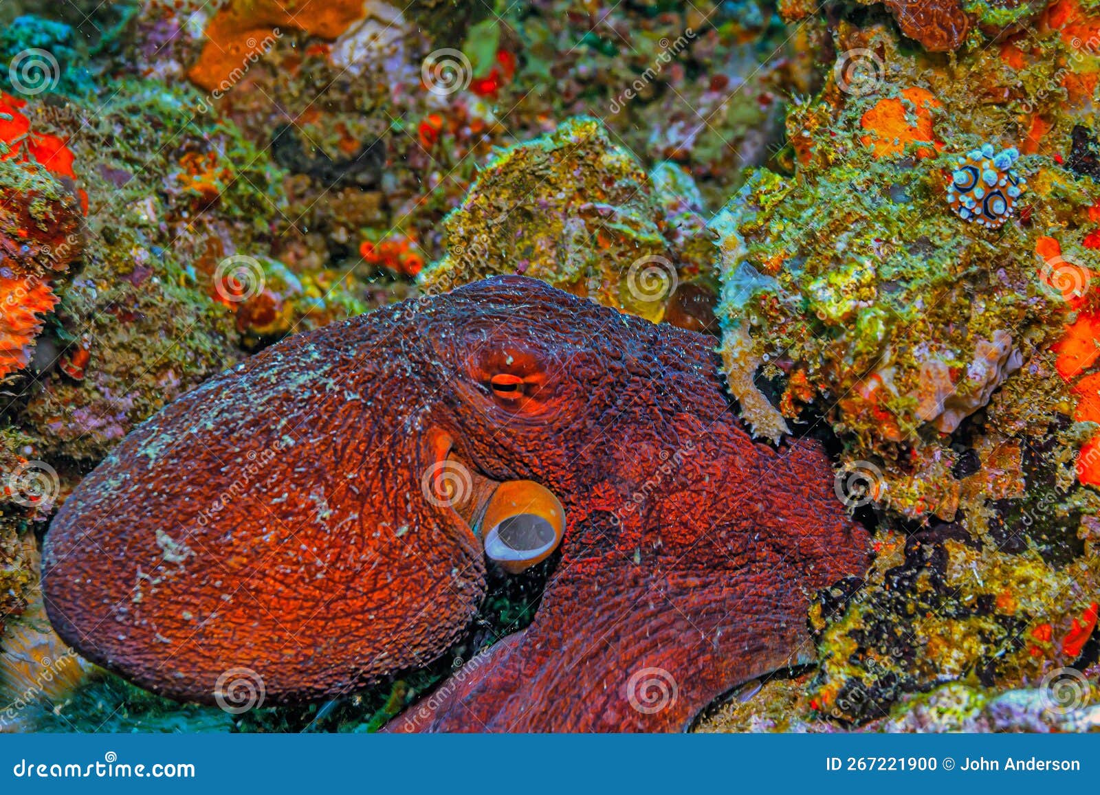Amphioctopus Marginatus, Coconut Octopus,v Stock Photo - Image of ... Amphioctopus Marginatus, Coconut Octopus,v Stock Photo - Image of ...