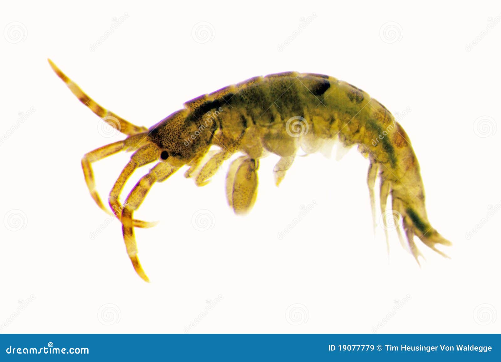 Crustacean Amphipoda By Microscope. Arthropoda Gammarus Pulex. Aquarium ...