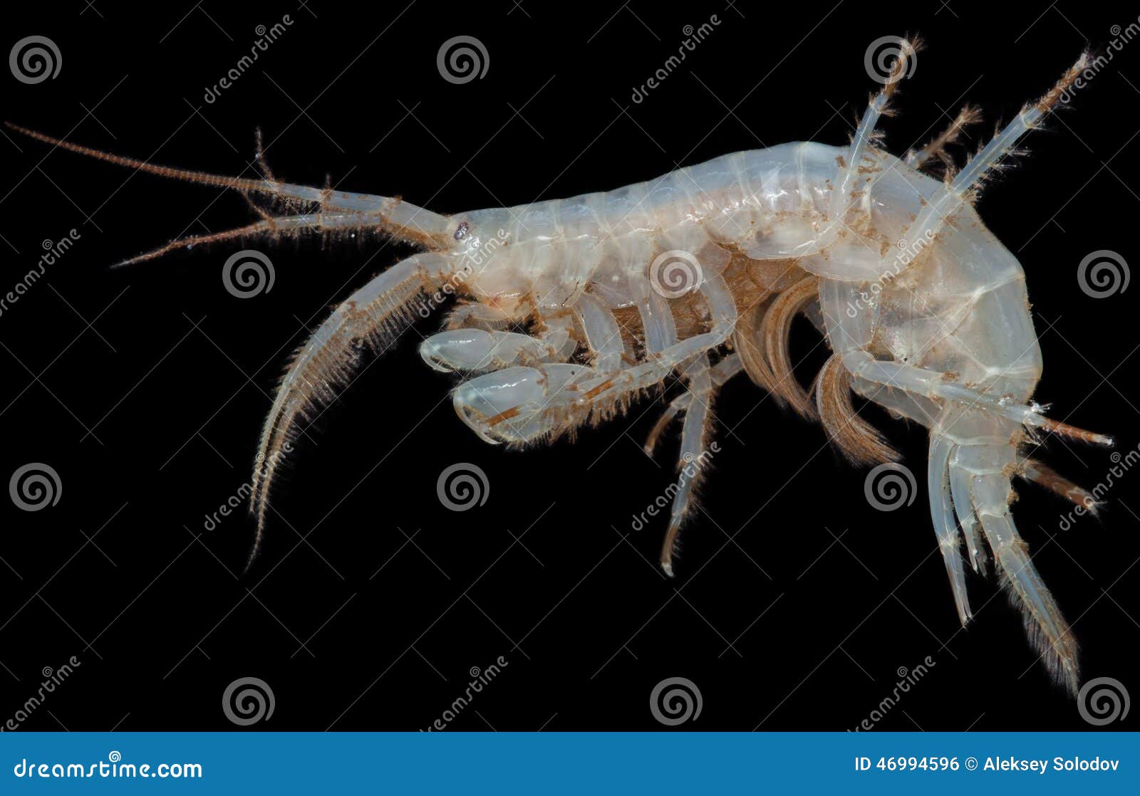 Amphipoda stock photo. Image of seascape, undersea, amphipod - 46994596