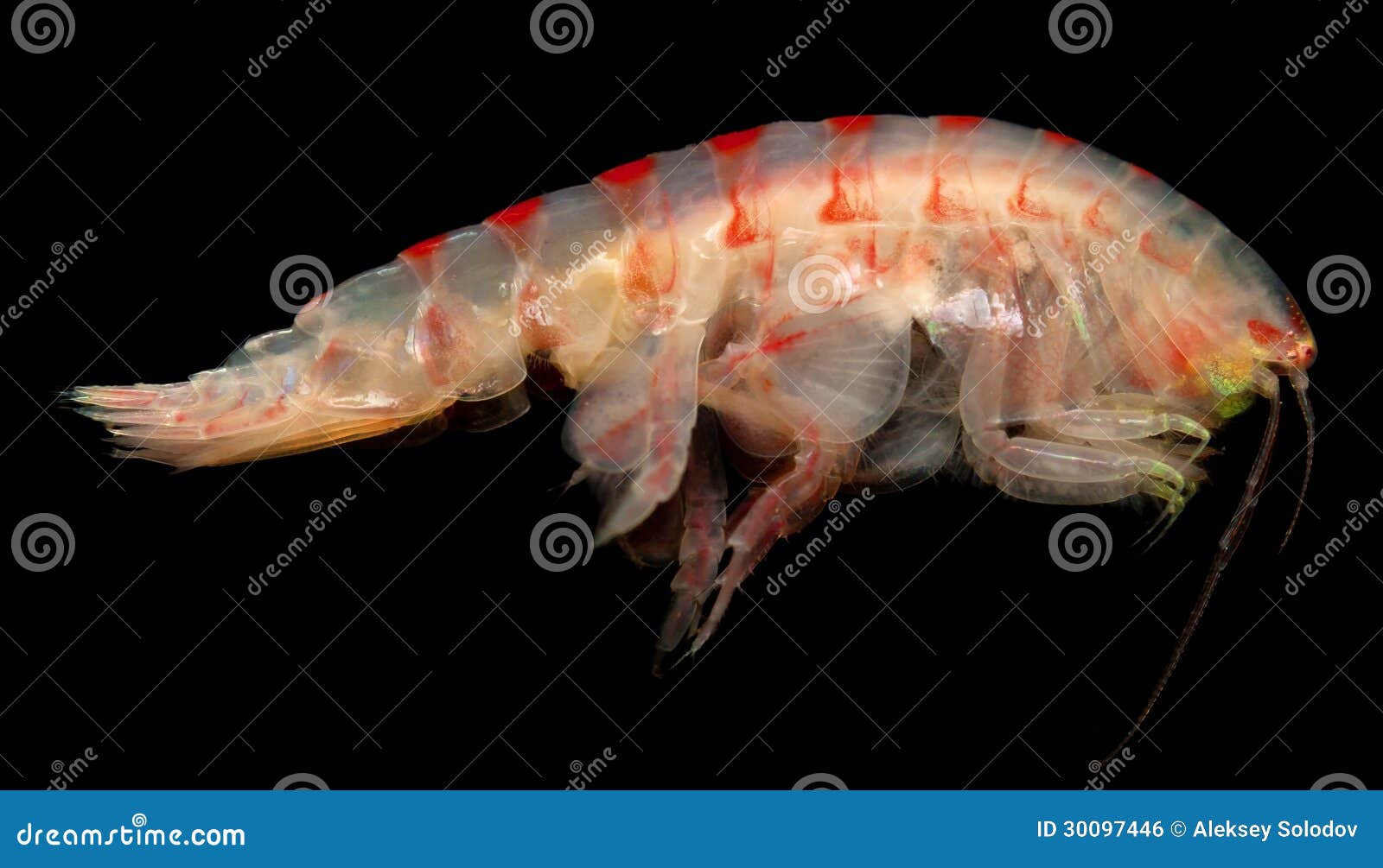 Amphipoda stock photo. Image of marine, explore, nature - 30097446