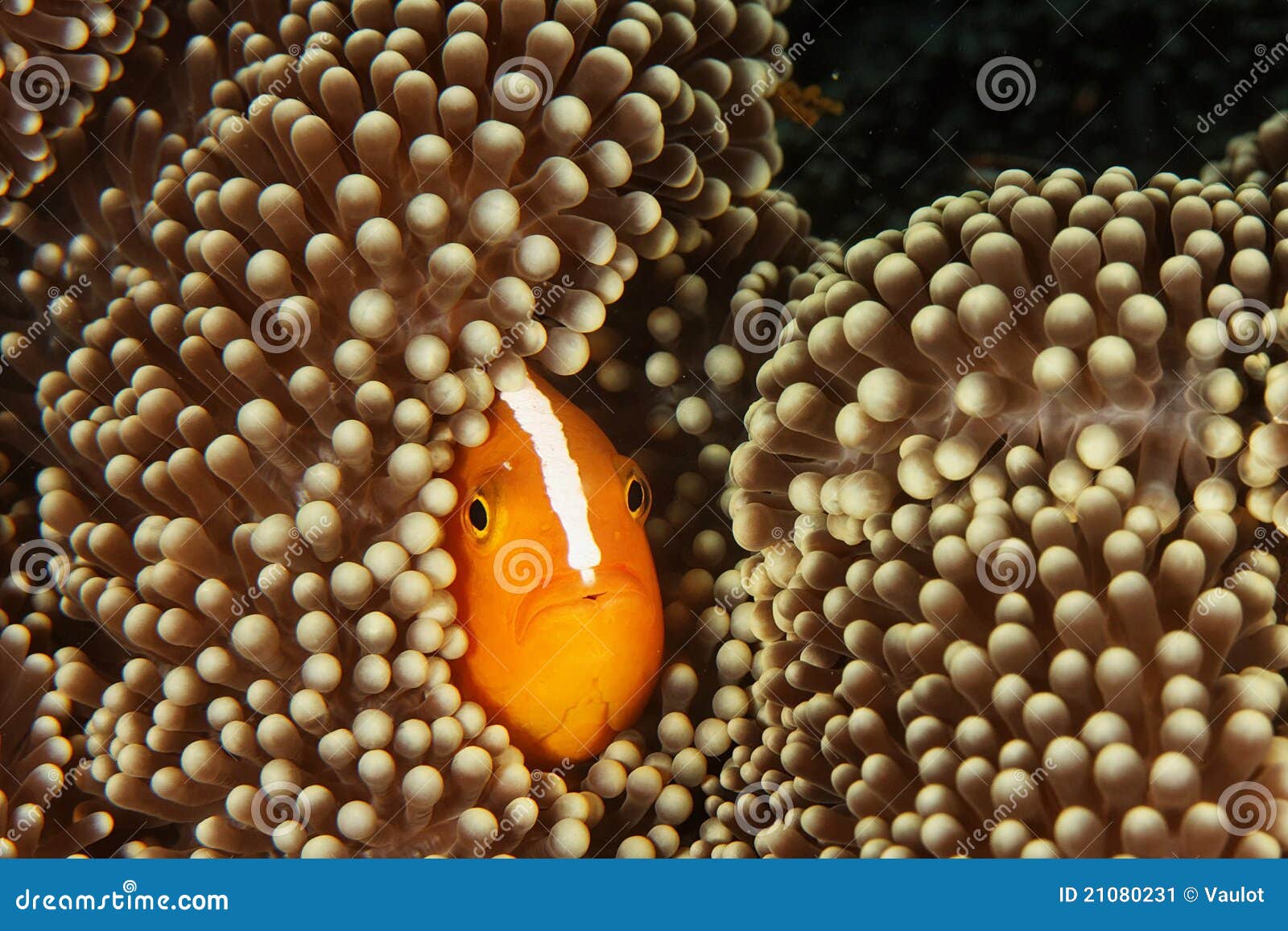 Amphiprion Akallopisos - Skunk Clown Fish Stock Image - Image of ...