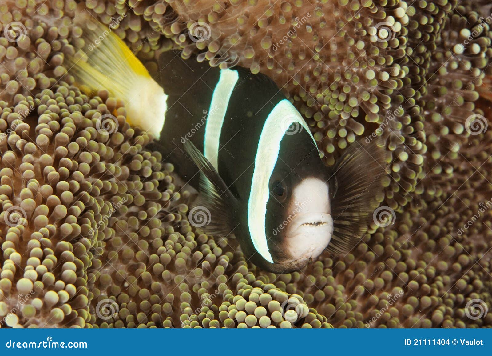 Amphiprion Clarkii - Clown Fish Stock Photo - Image of animal ...