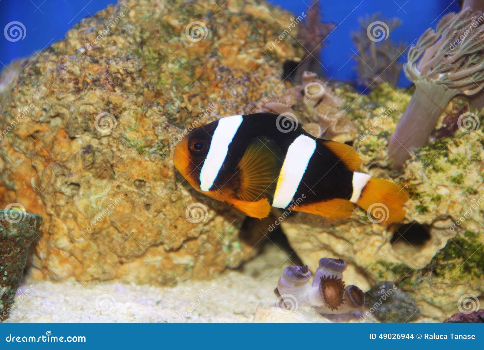 Amphiprion Clarkii stock photo. Image of water, clarkii - 49026944