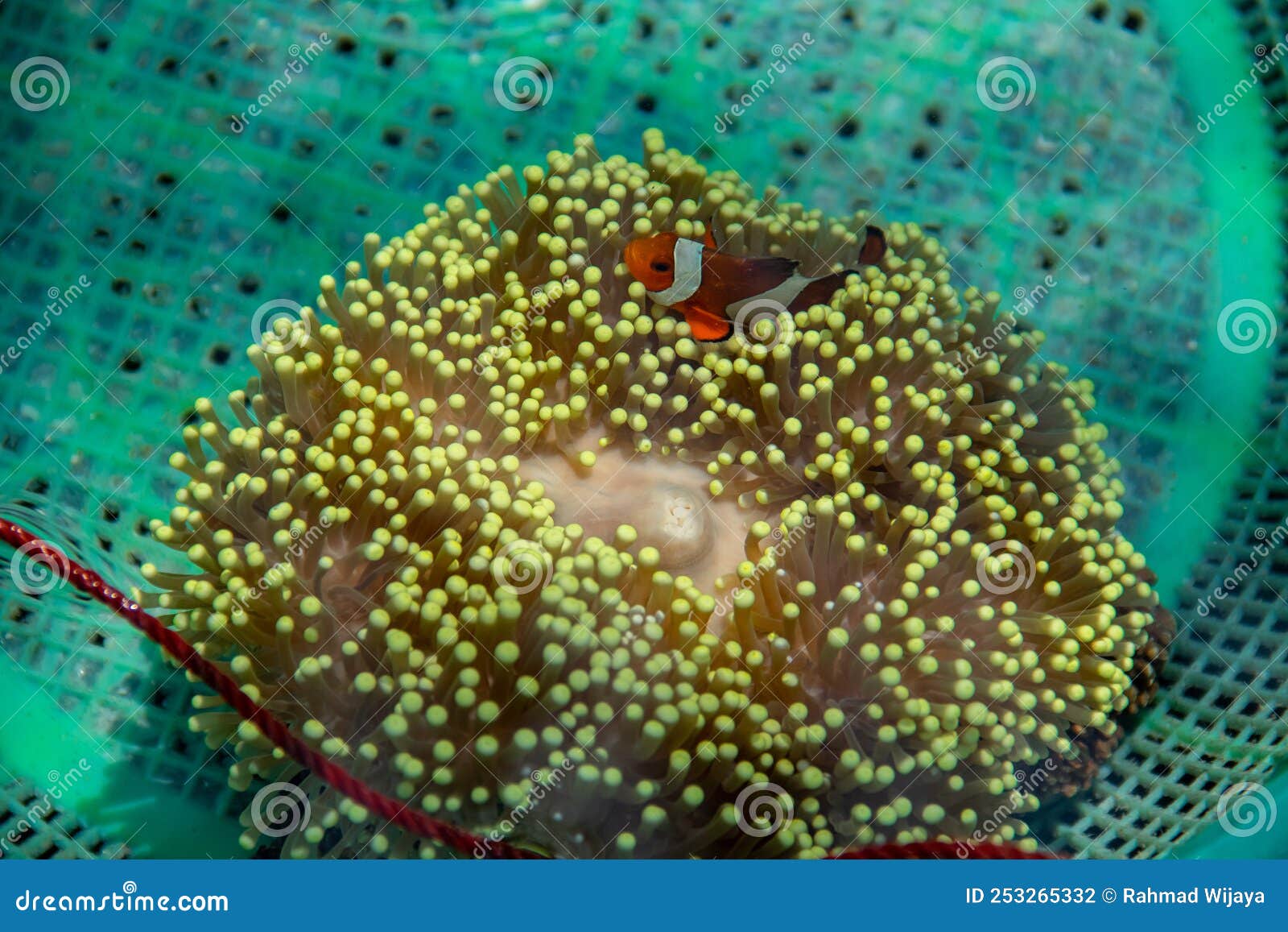 Amphiprion Ocellaris Fish and Coral Reefs in the Net Stock Photo ...