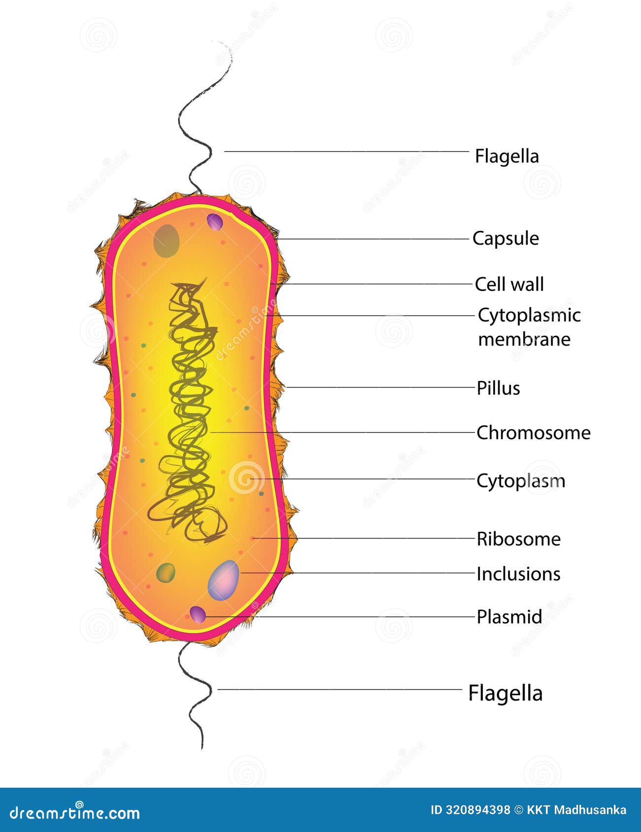 Amphitrichous Bacteria Structure Stock Vector - Illustration of aquatic ...