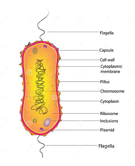 Amphitrichous Bacteria Structure Stock Vector - Illustration of aquatic ...