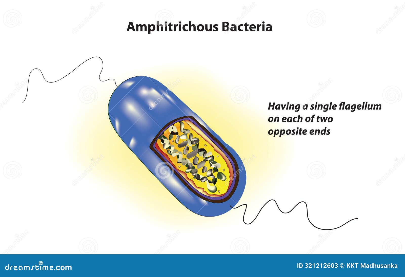Amphitrichous Bacteria Structure Stock Vector - Illustration of plasmid ...
