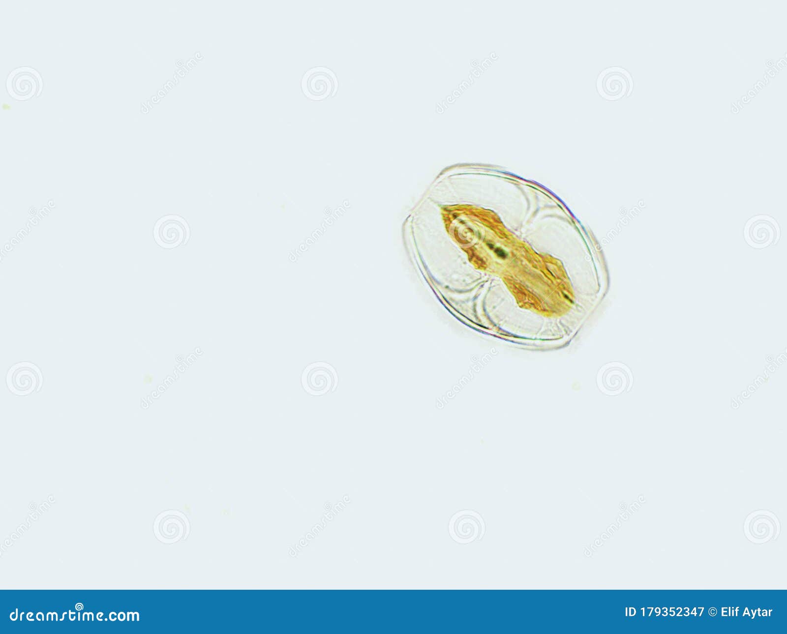 Amphora Sp. Algae Under Microscopic View Stock Image - Image of green ...