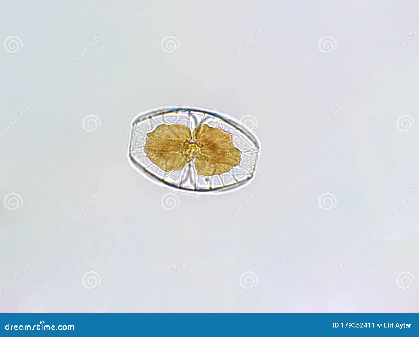 Amphora Sp. Algae Under Microscopic View Stock Image - Image of ...