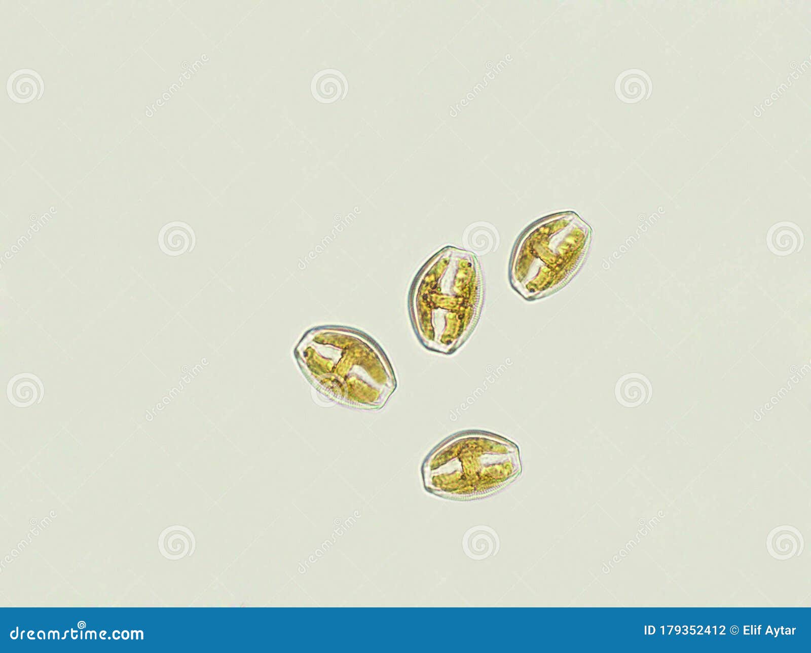 Amphora Sp. Algae Under Microscopic View Stock Photo - Image of ...