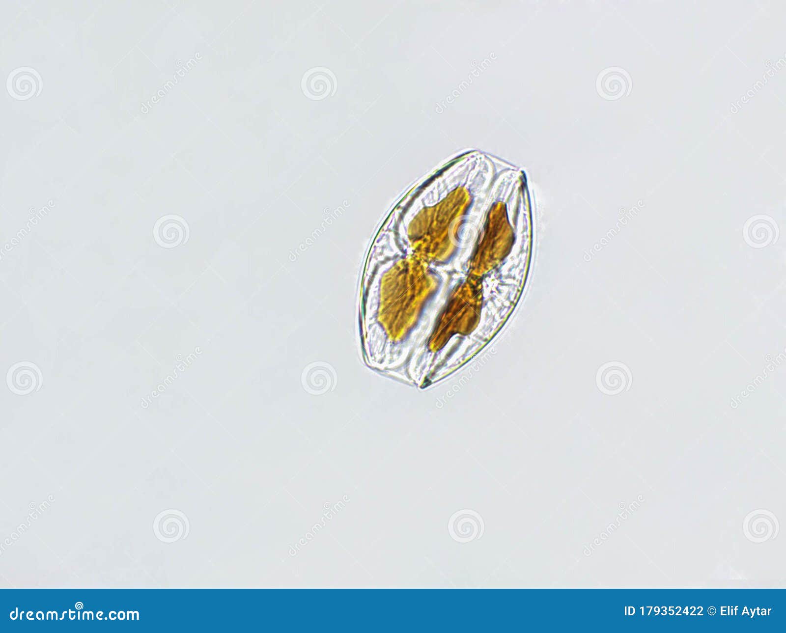 Amphora Sp. Algae Under Microscopic View Royalty-Free Stock Photo ...