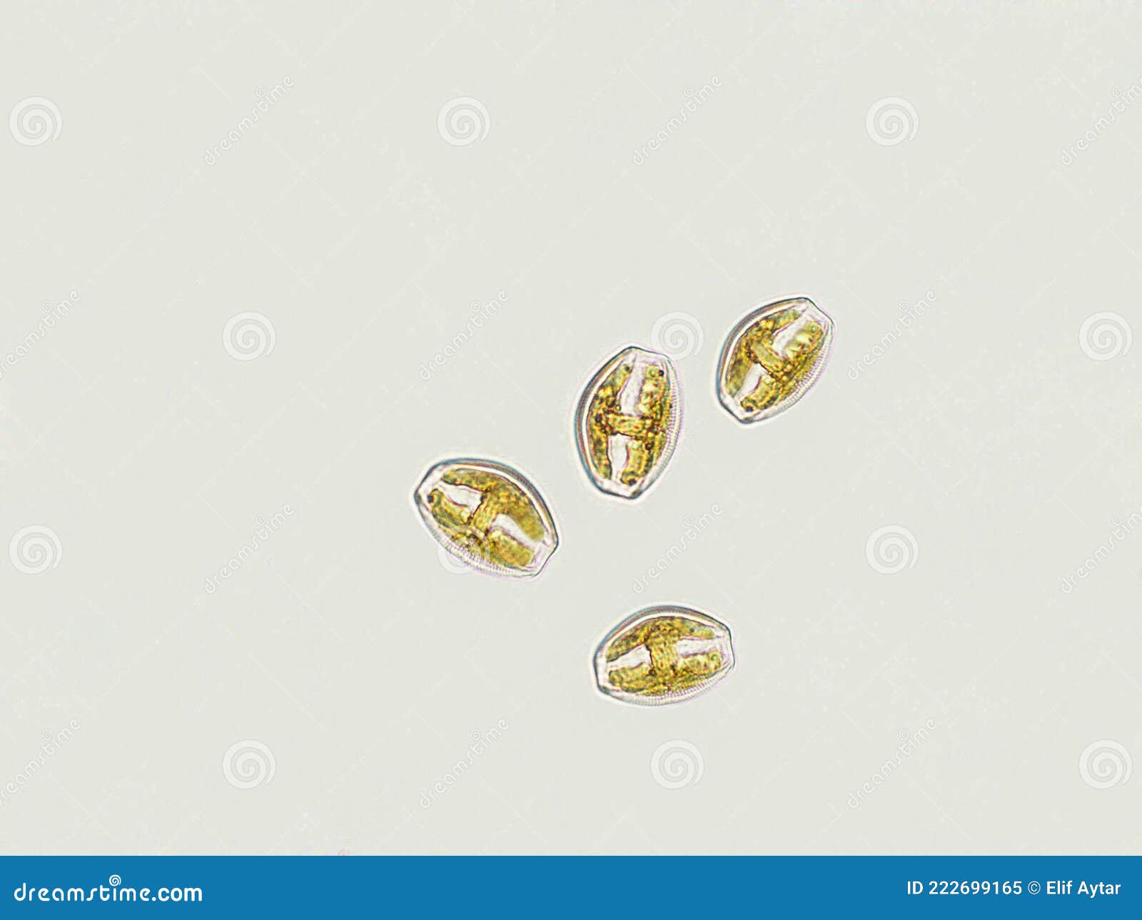 Amphora Sp. Algae Under Microscopic View Stock Image - Image of ...