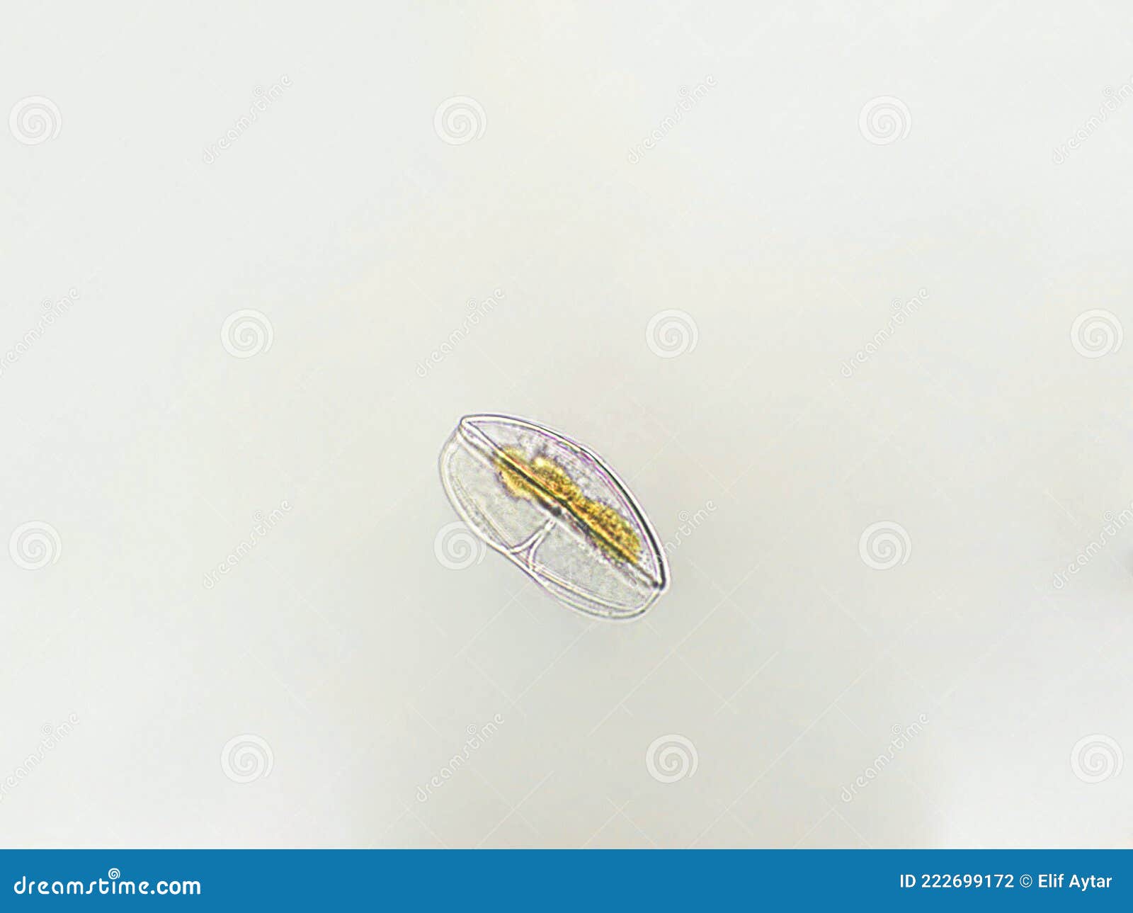 Amphora Sp. Algae Under Microscopic View Stock Photo - Image of macro ...