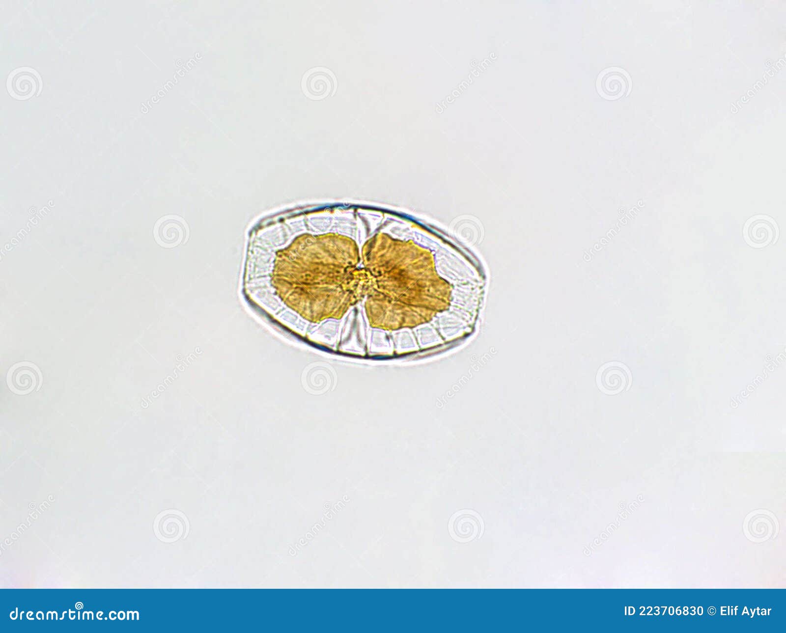 Amphora Sp.. Algues Sous Vue Microscopique Photo stock - Image du ...