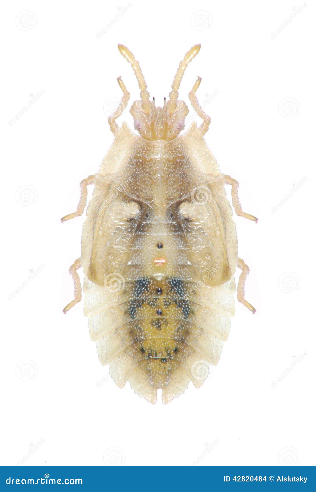 Ampliata De Tingis Del Insecto (larva) Foto de archivo - Imagen de ...