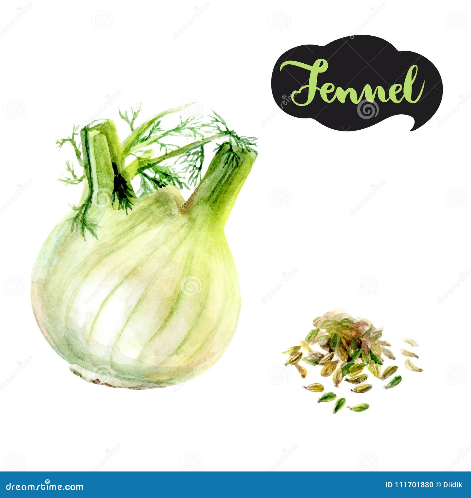 Fenouil Stock Illustrations, Vecteurs, & Clipart – (2,324 Stock ...