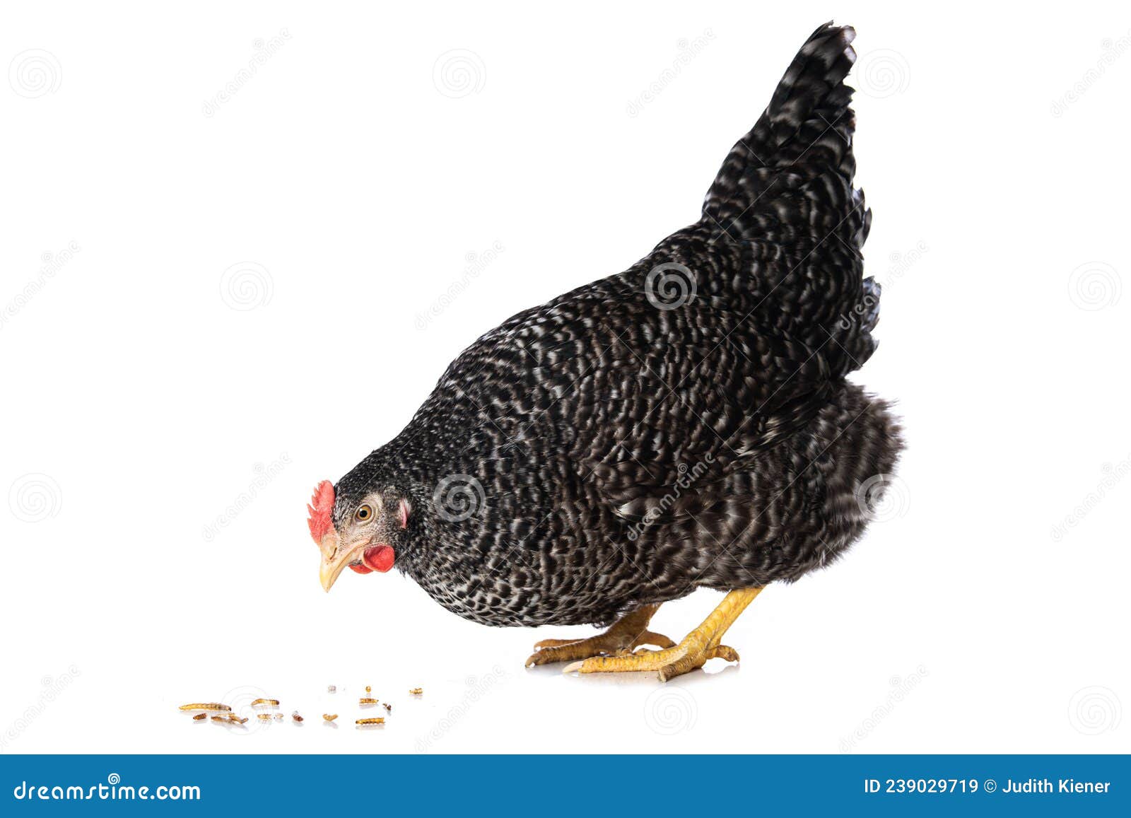 Amrock Hen Isolated on White Stock Image - Image of amrock, poultry ...
