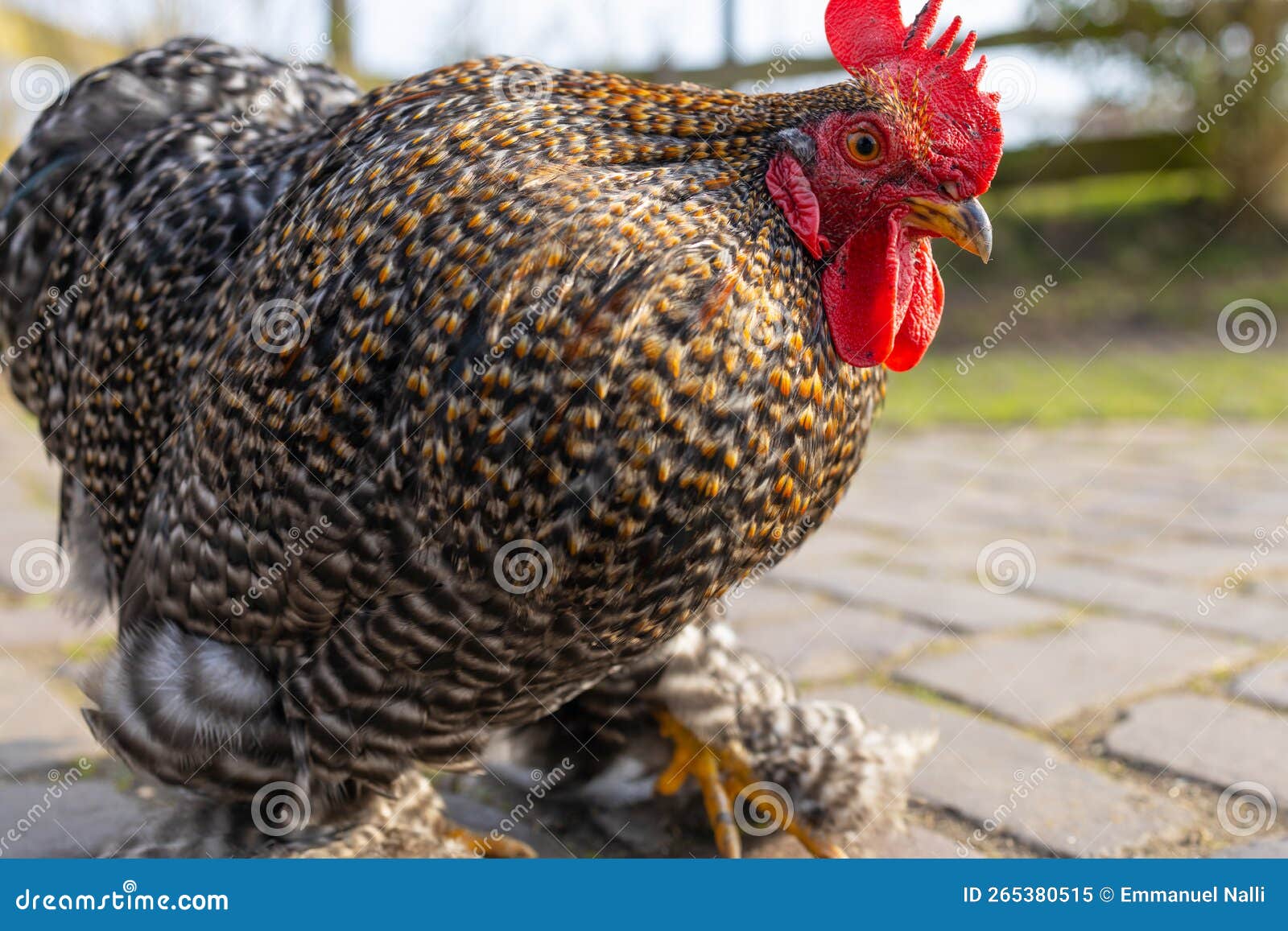 Amrock Hen Rooster Background Selective Focus Background Blur Stock ...