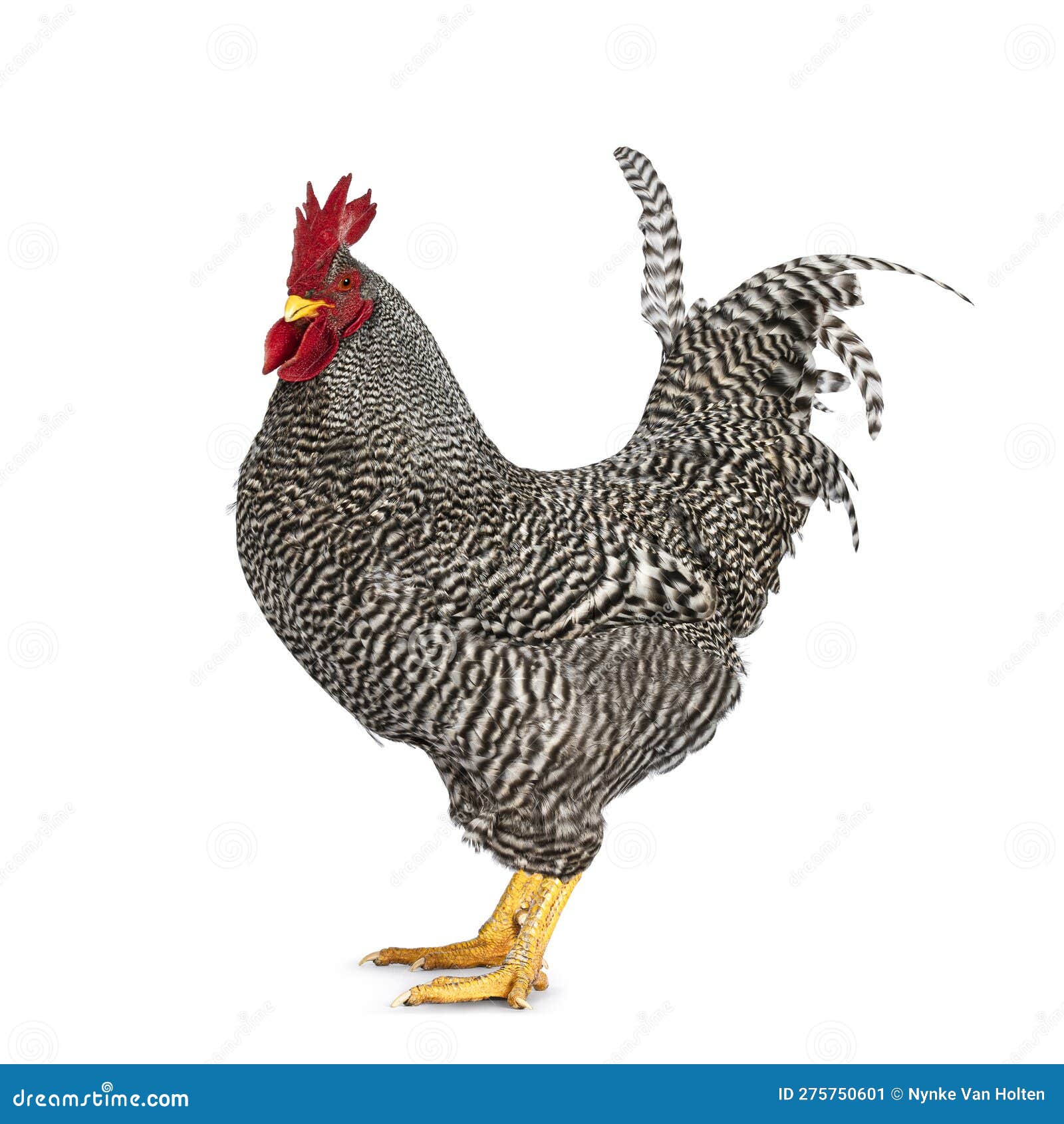 Amrock Rooster on White Background Stock Image - Image of domestic ...