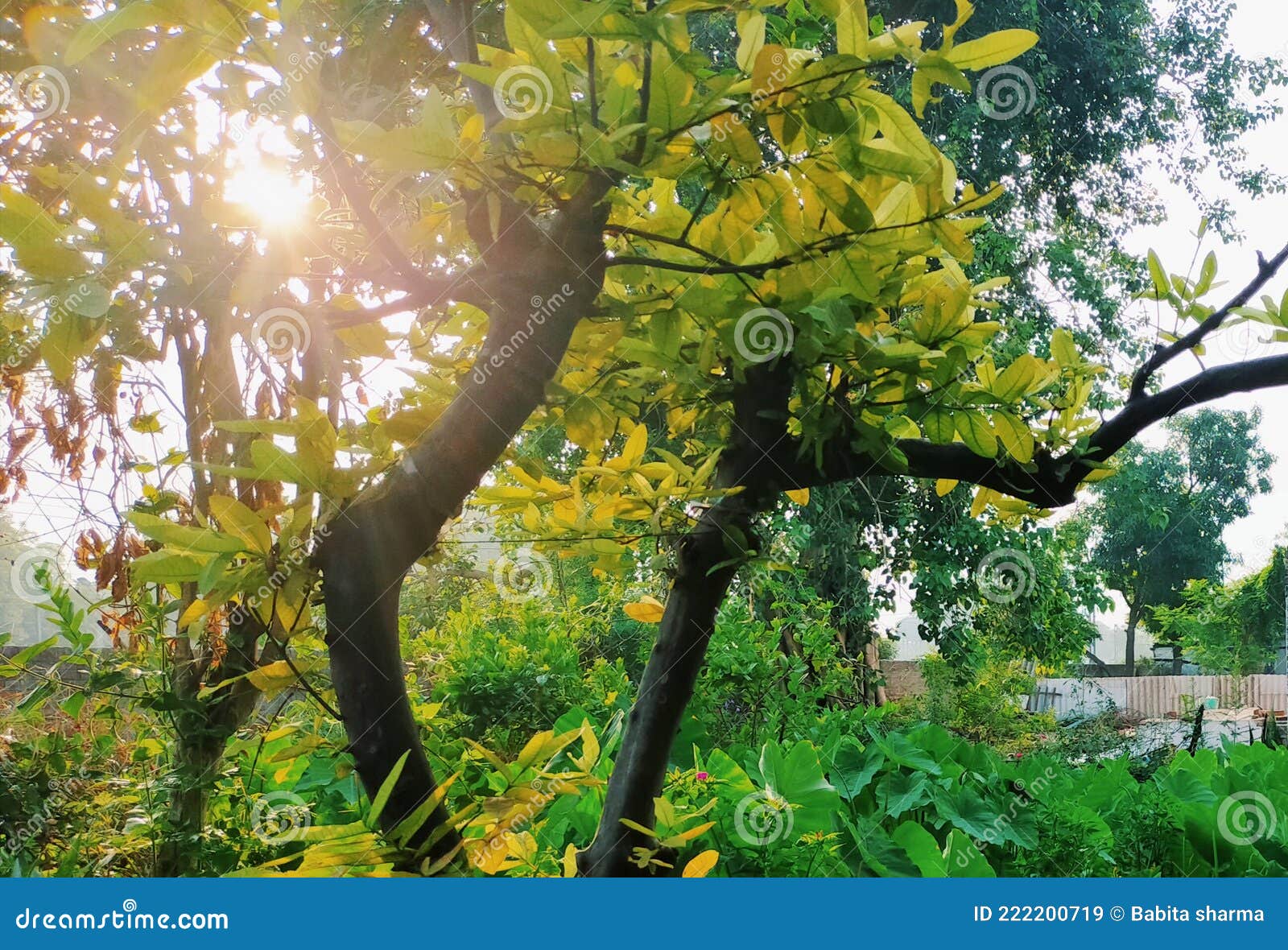 Amrud tree garden stock image. Image of green, branch - 222200719