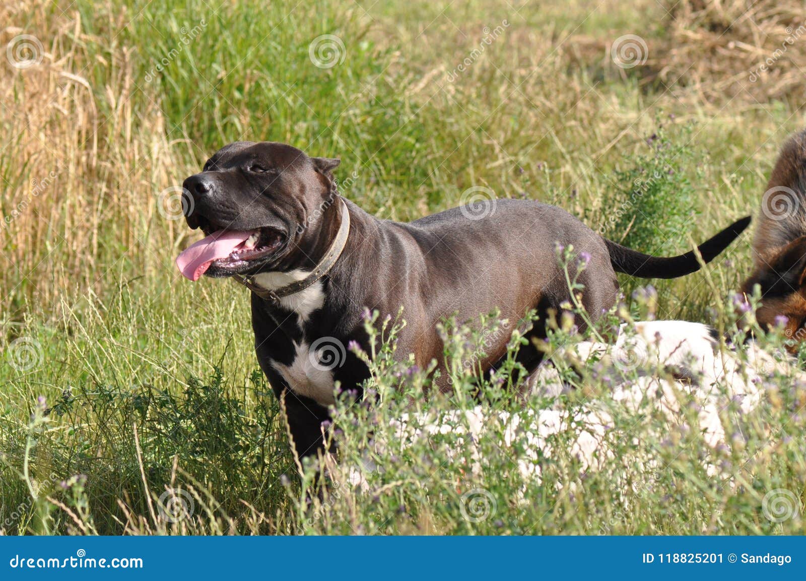 Amstaf стоковое изображение. изображение насчитывающей ð½ðµð¼ðµñ†ðºo ...