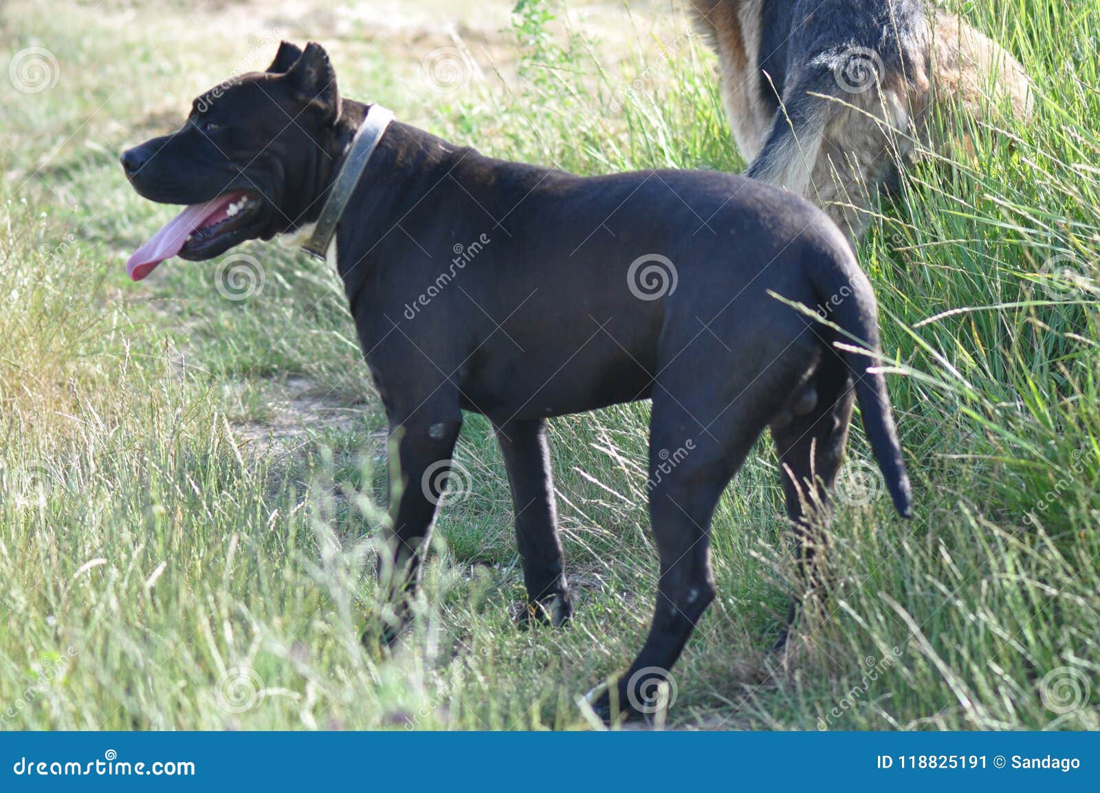 Amstaf stock image. Image of flower, countryside, botanical - 118825191