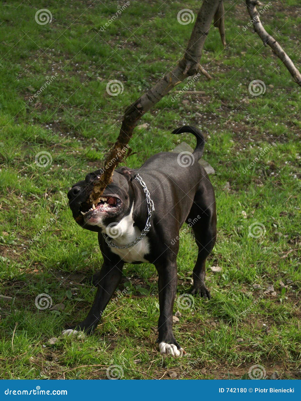 Amstaff stock photo. Image of violent, attack, guardian - 742180