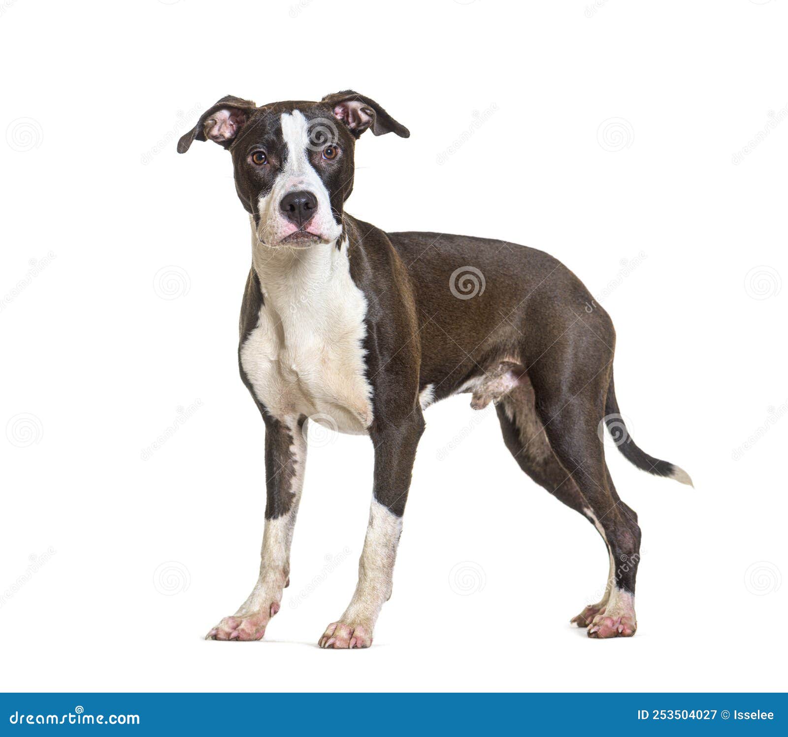 Amstaff Standing in Front, Isolated Stock Image - Image of staff ...